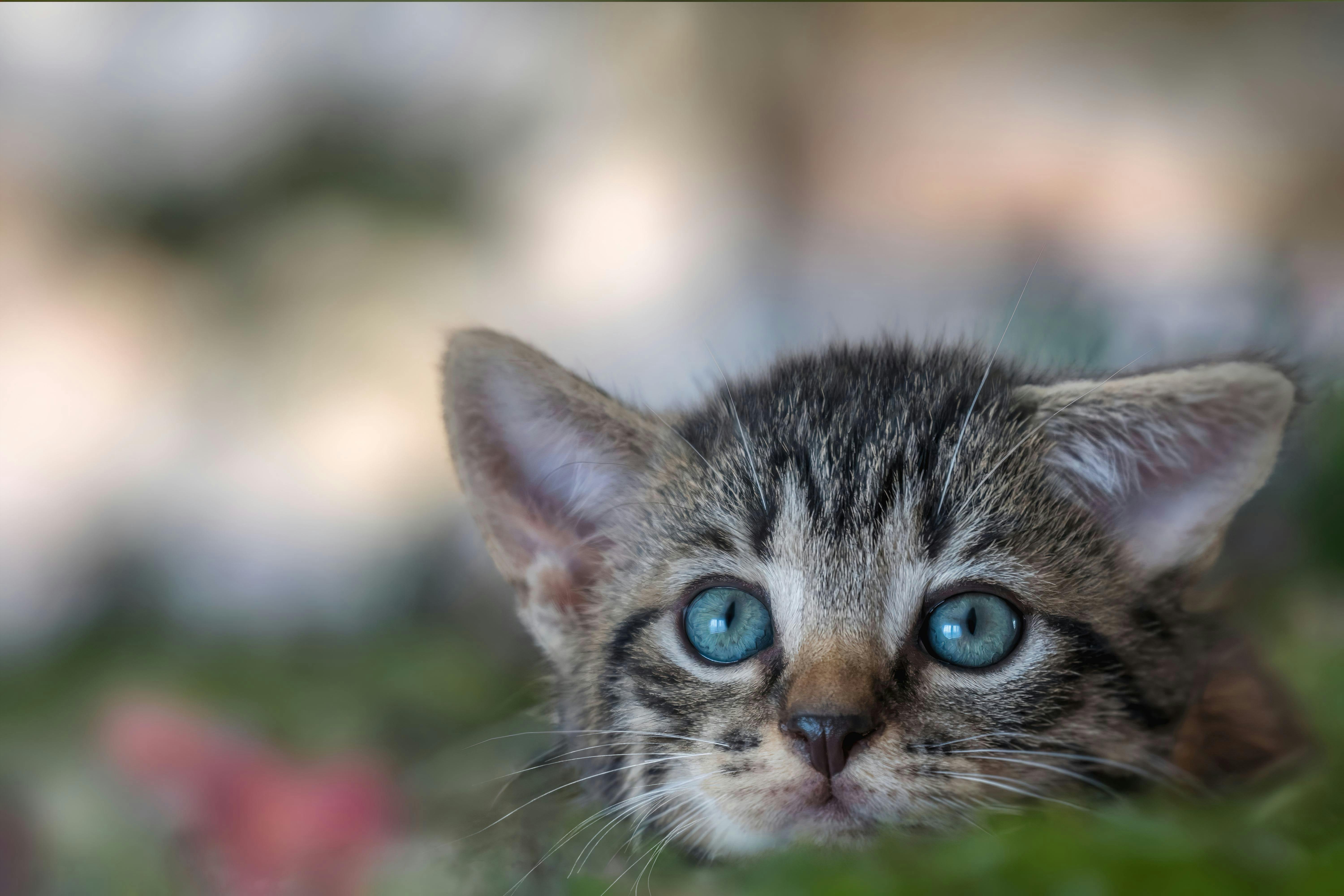 Funny Baby With Cat Photos, Download The BEST Free Funny Baby With Cat ...