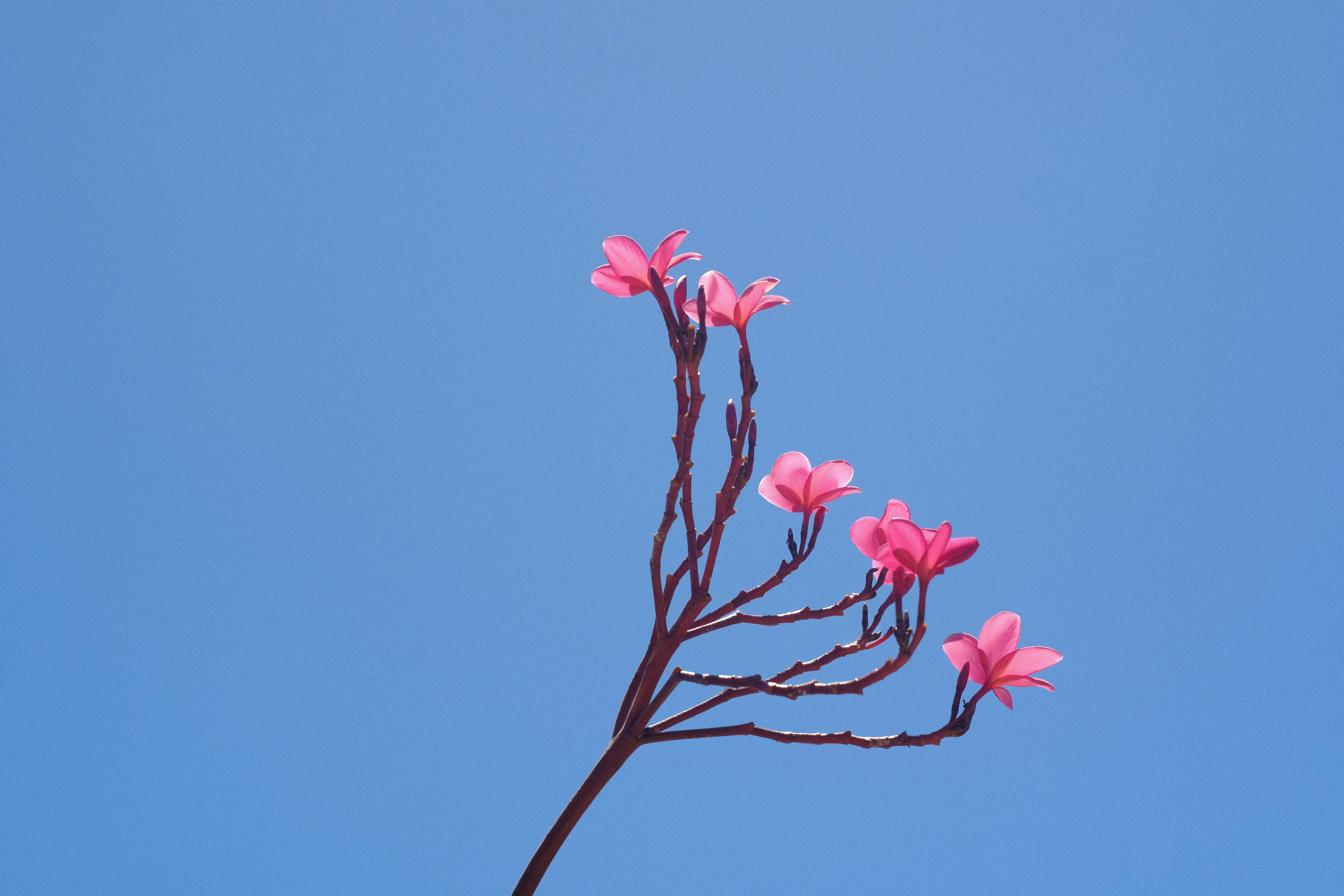 Pink Flowers on Thin Branch · Free Stock Photo