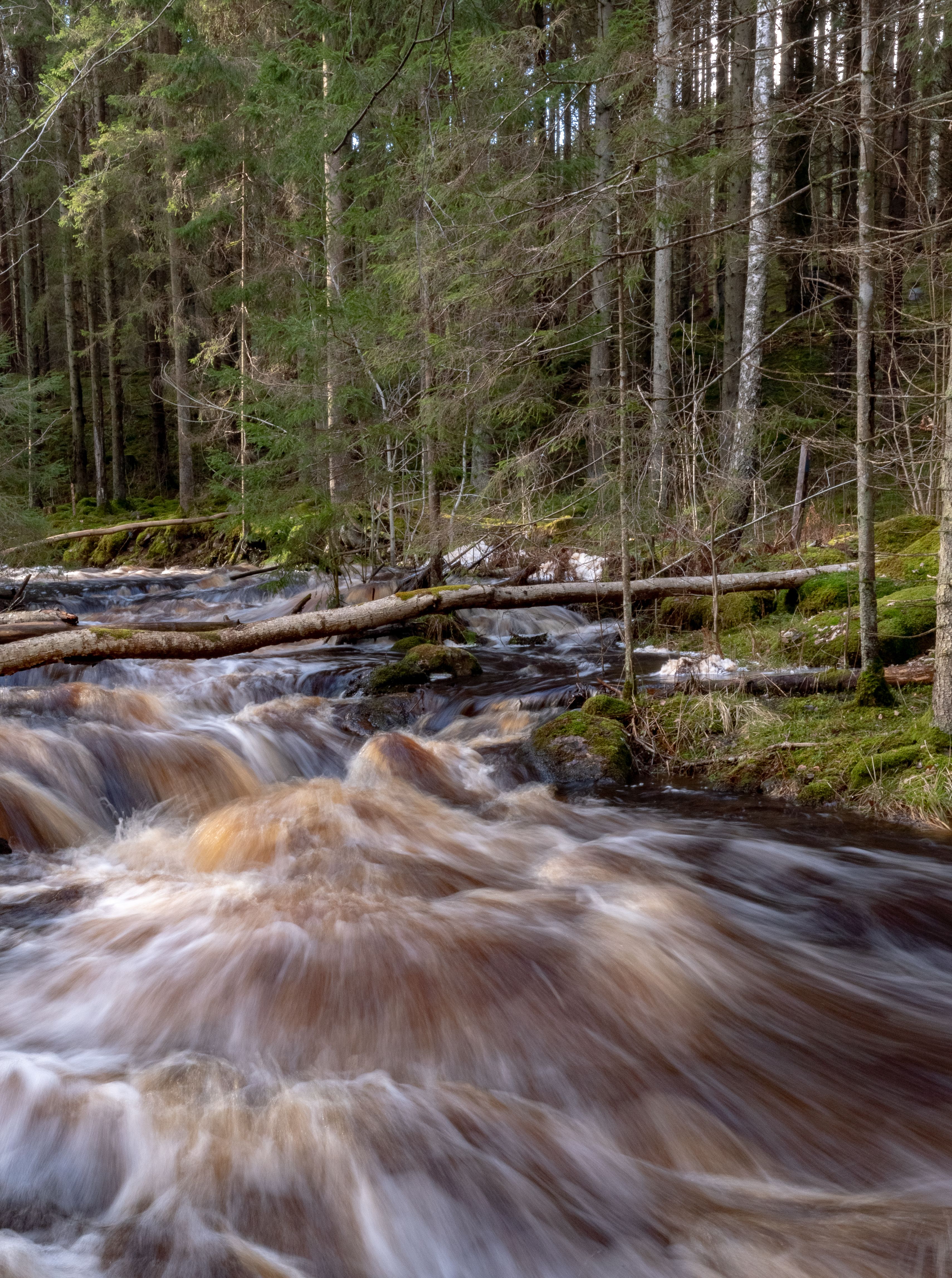 Flowing Water in Stream in Evergreen Forest · Free Stock Photo