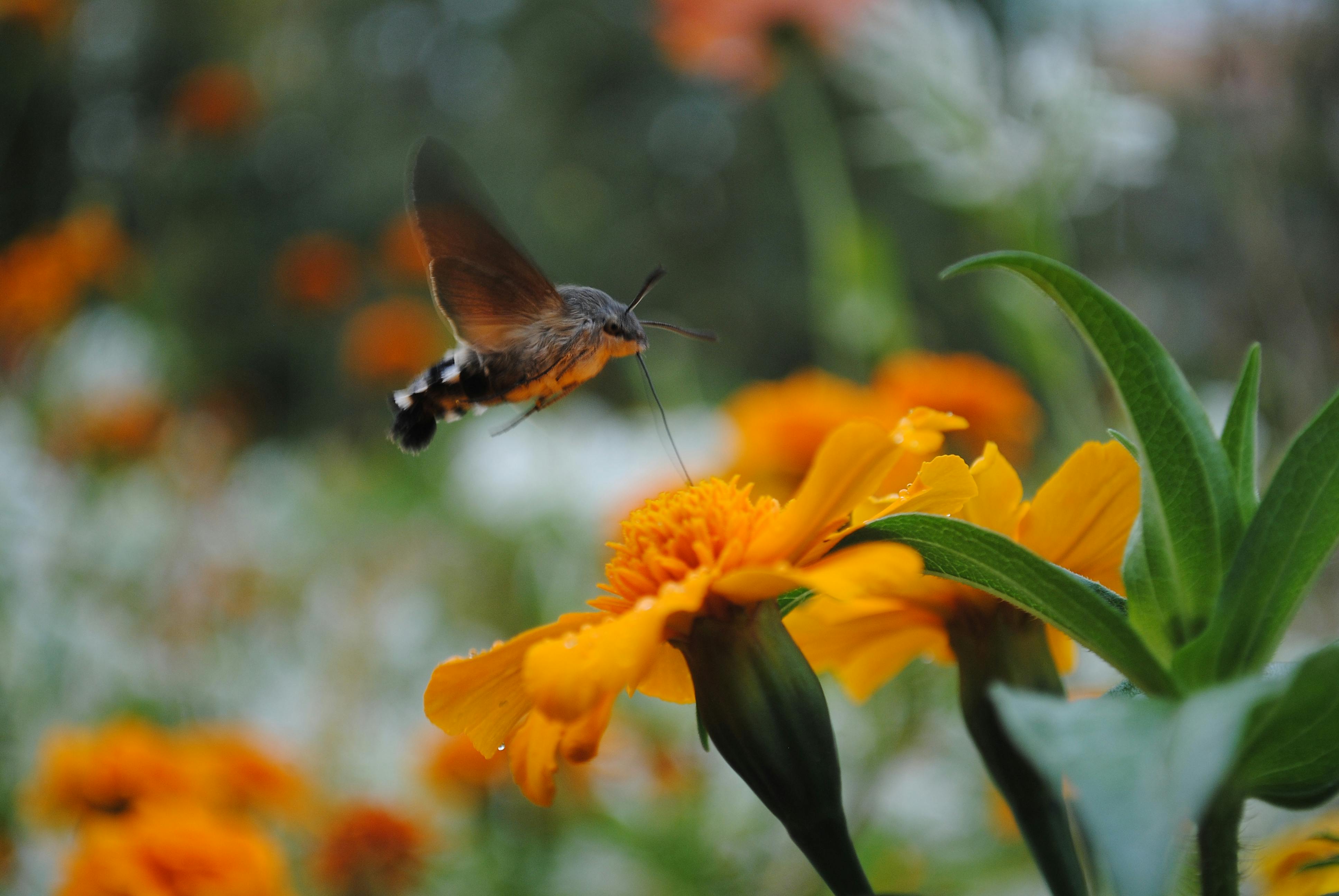 Hummingbird Hawk-Moth Flying over Flower · Free Stock Photo