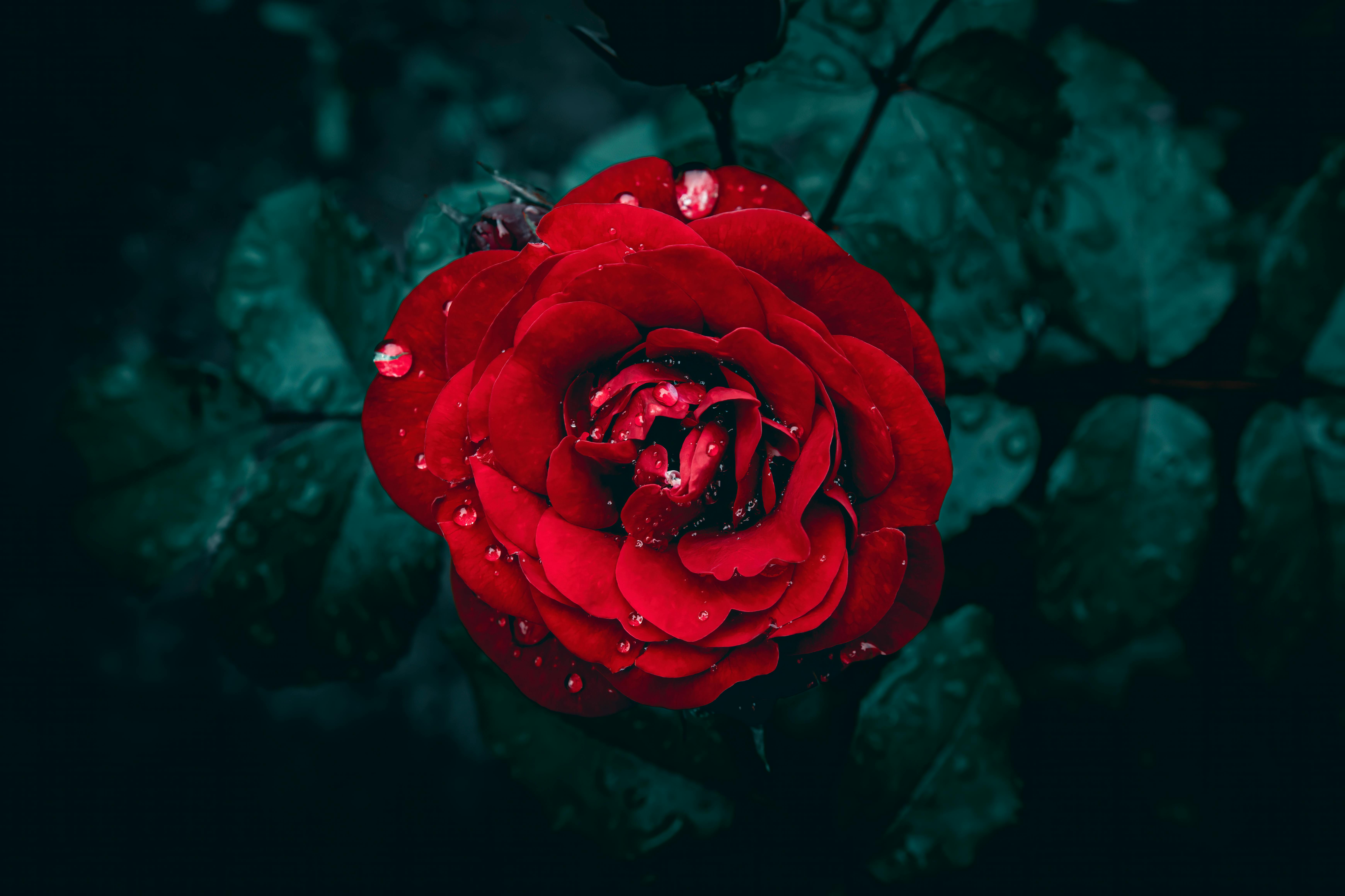 Red Rose · Free Stock Photo