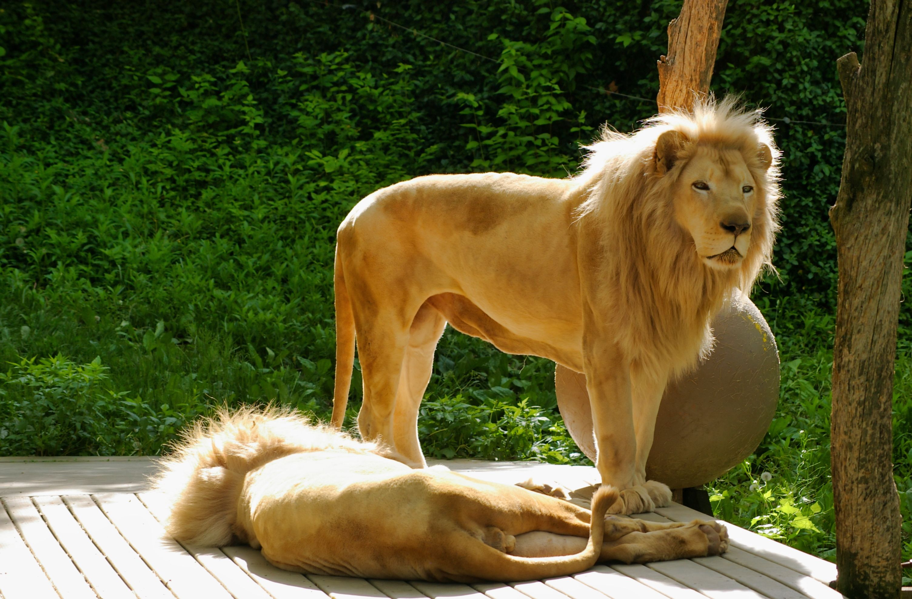 Free stock photo of african lion, animals, beauty in nature