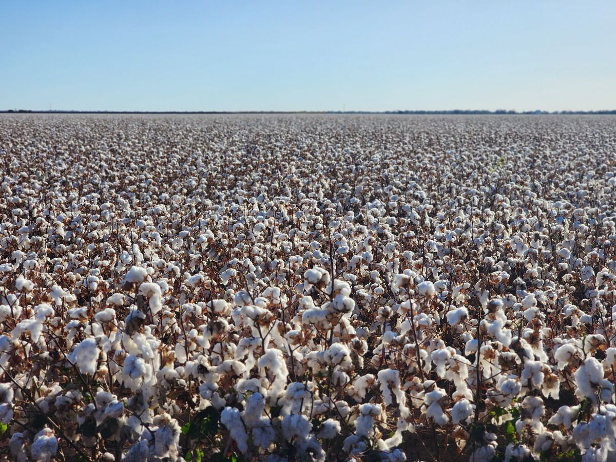 Cotton Field Photos, Download The BEST Free Cotton Field Stock Photos ...