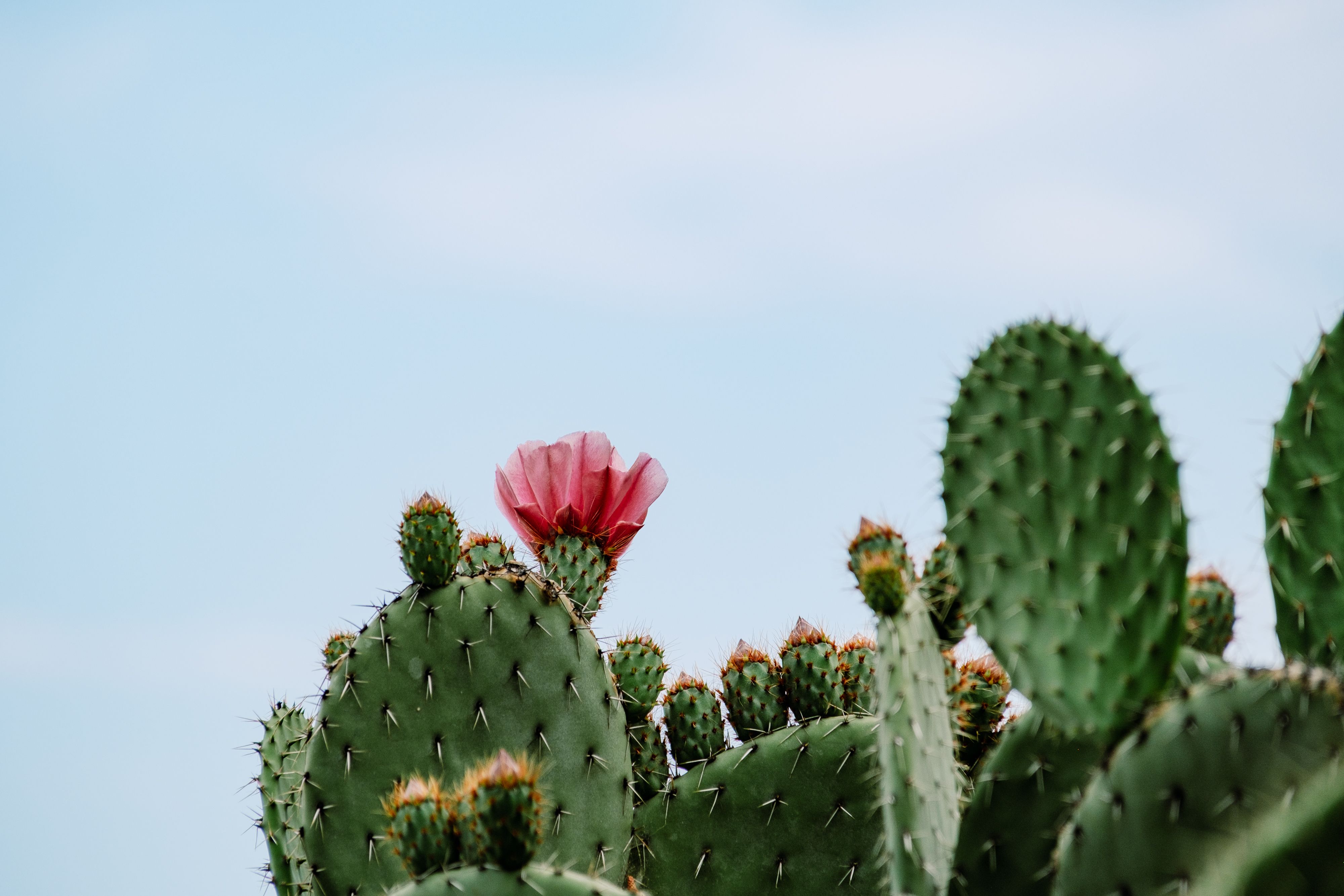 Close-up of a Fig Opuntia with a Pink Flower · Free Stock Photo