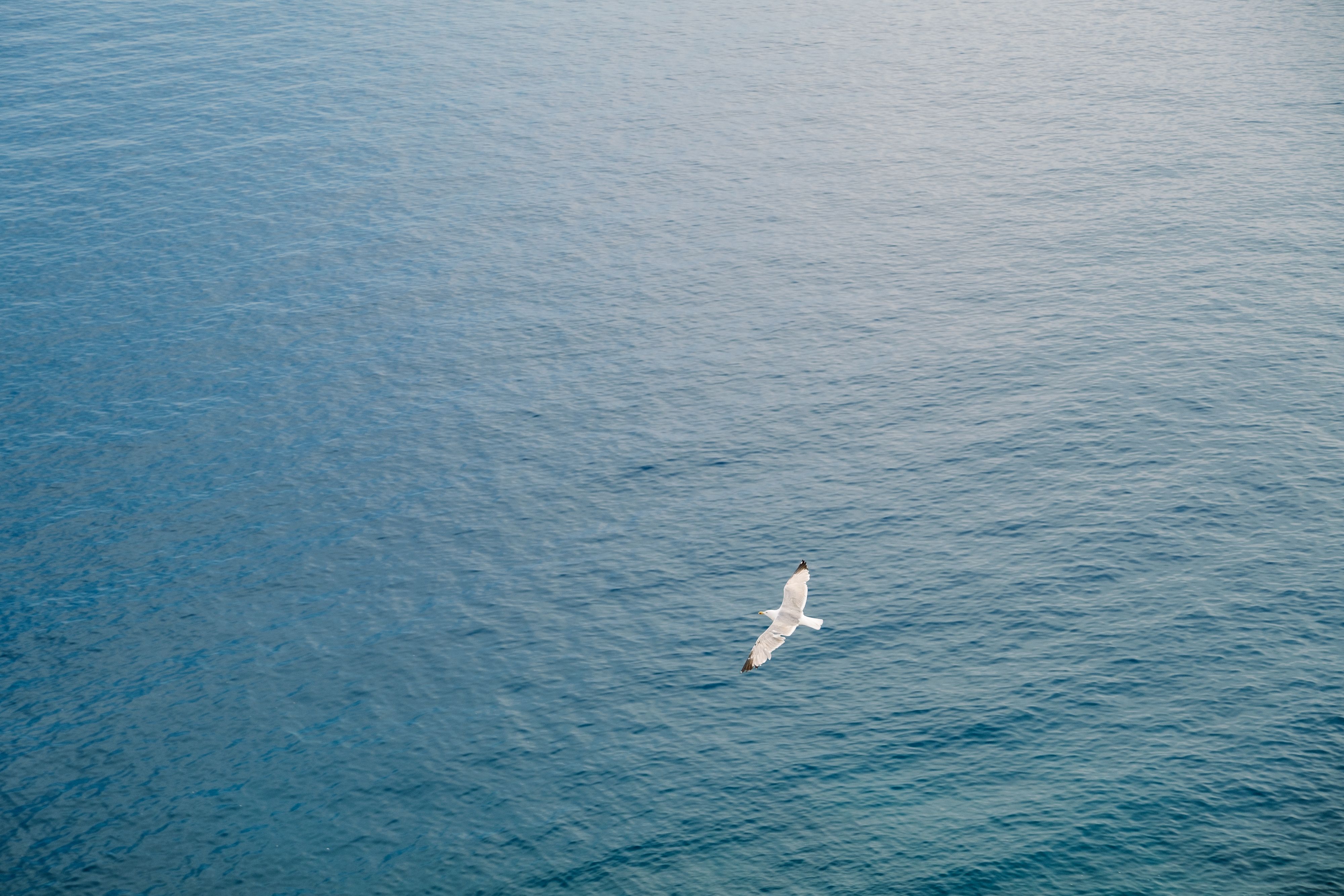Aerial View of a Seagull Flying above the Sea · Free Stock Photo