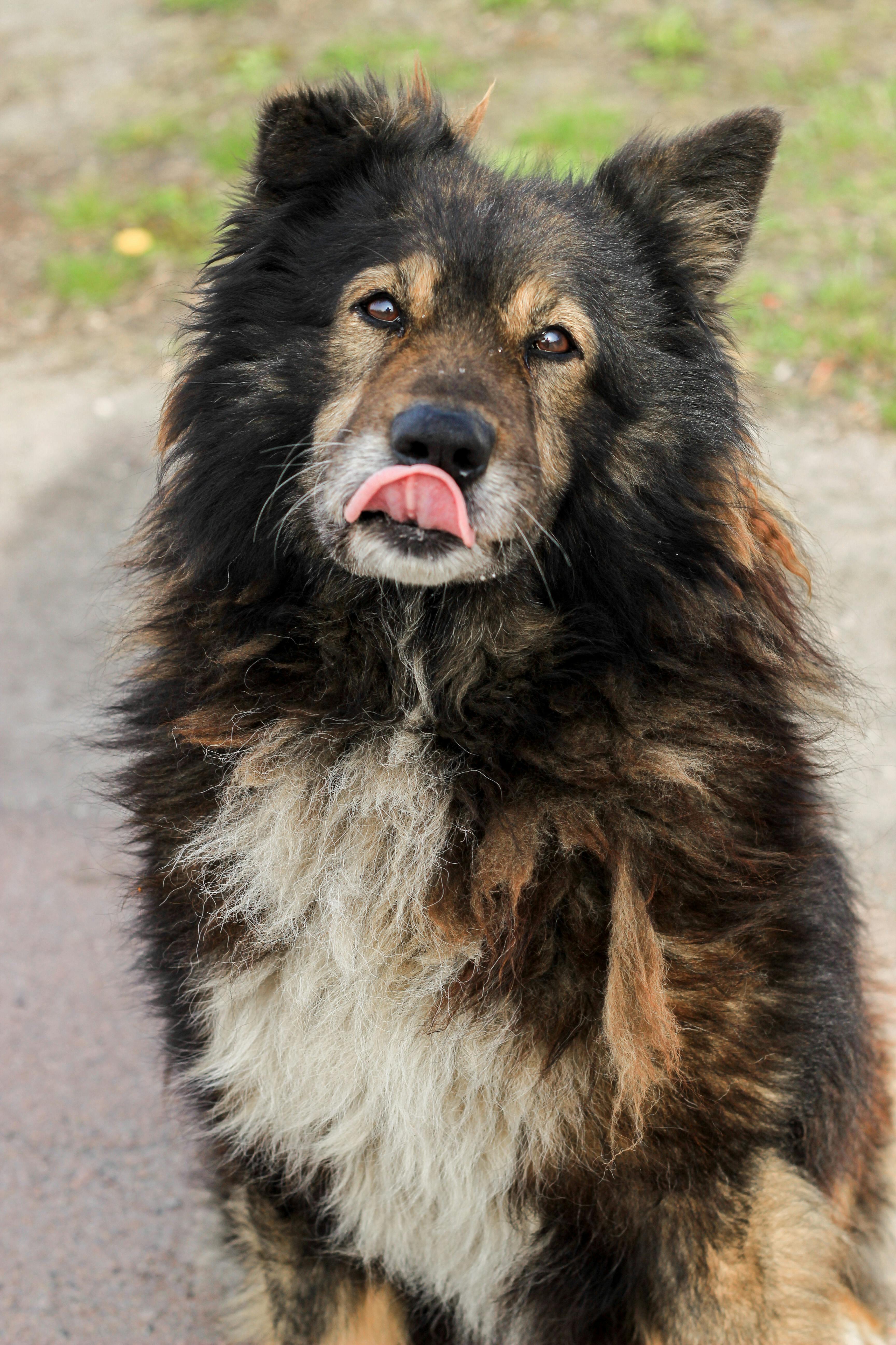 Portrait of Brown Furry Dog · Free Stock Photo