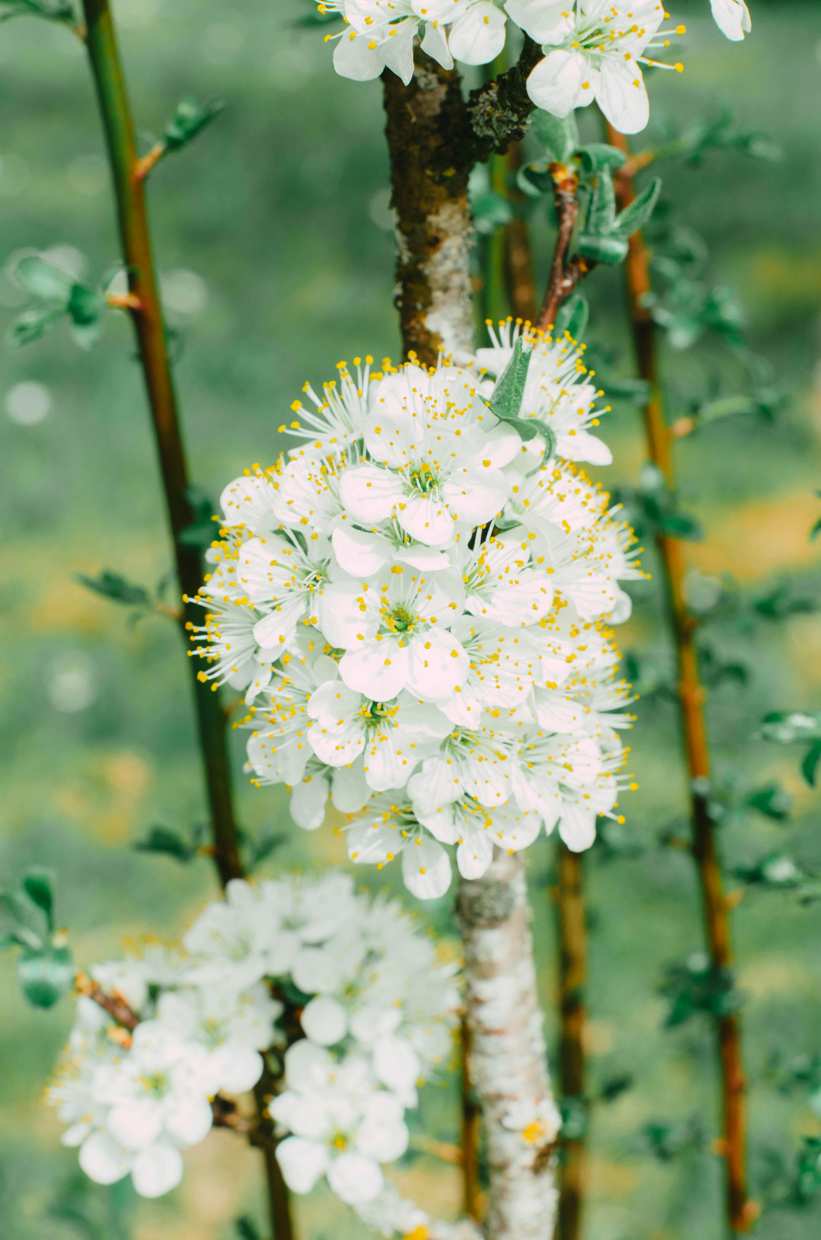 Close-Up Photography of Flower Blossom · Free Stock Photo