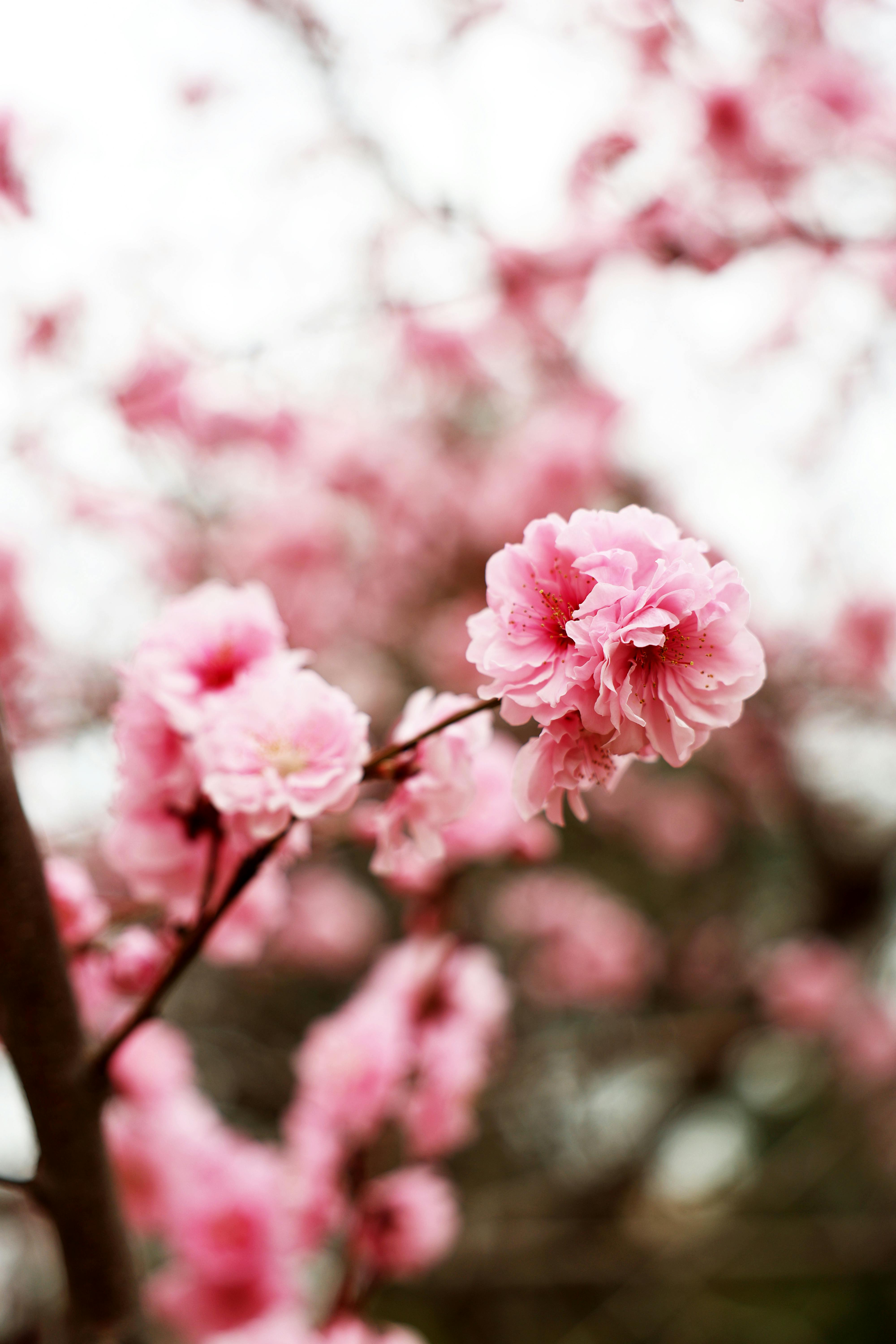 Pink Spring Blossoms · Free Stock Photo