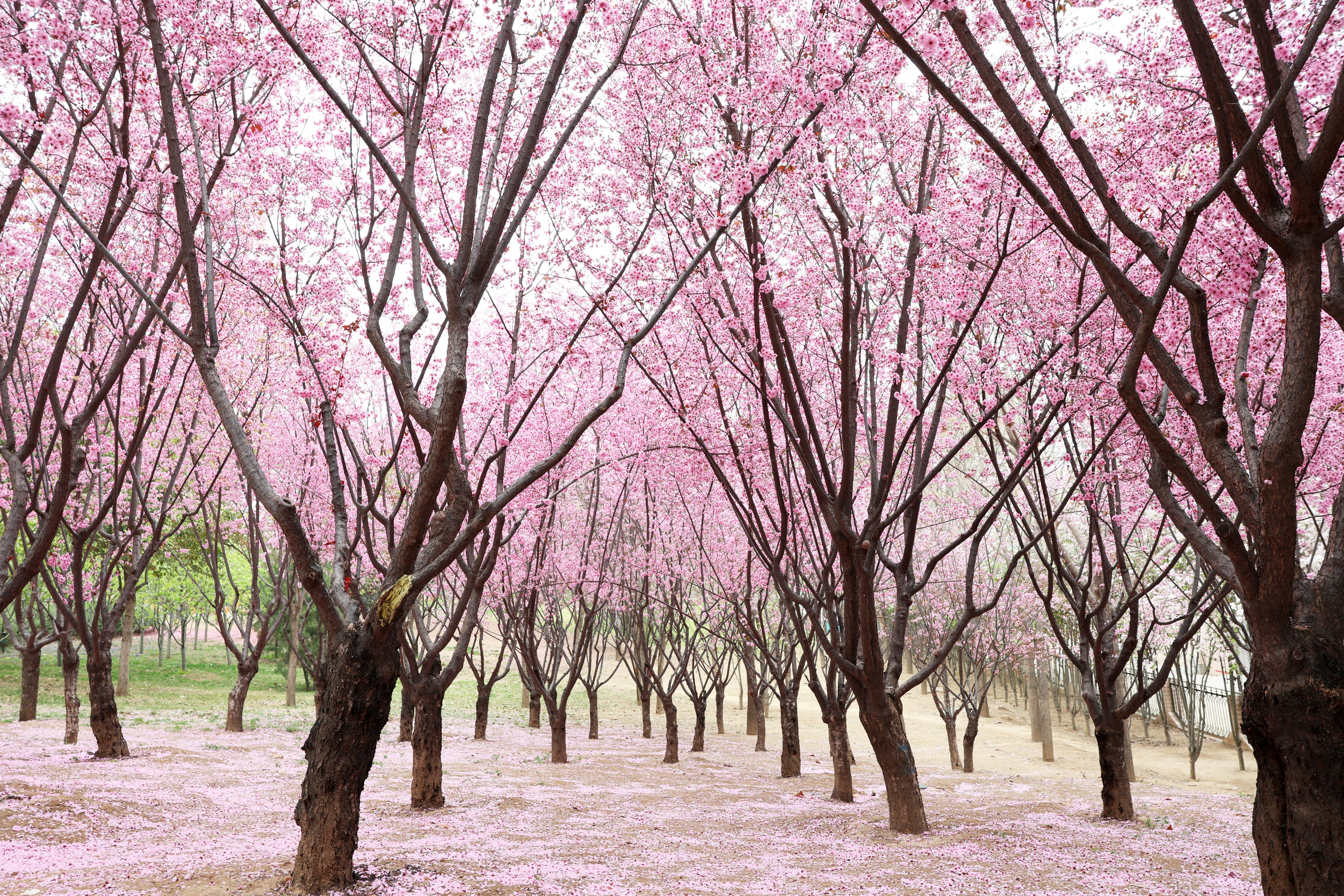 Abundance of Pink Cherry Trees in Spring · Free Stock Photo