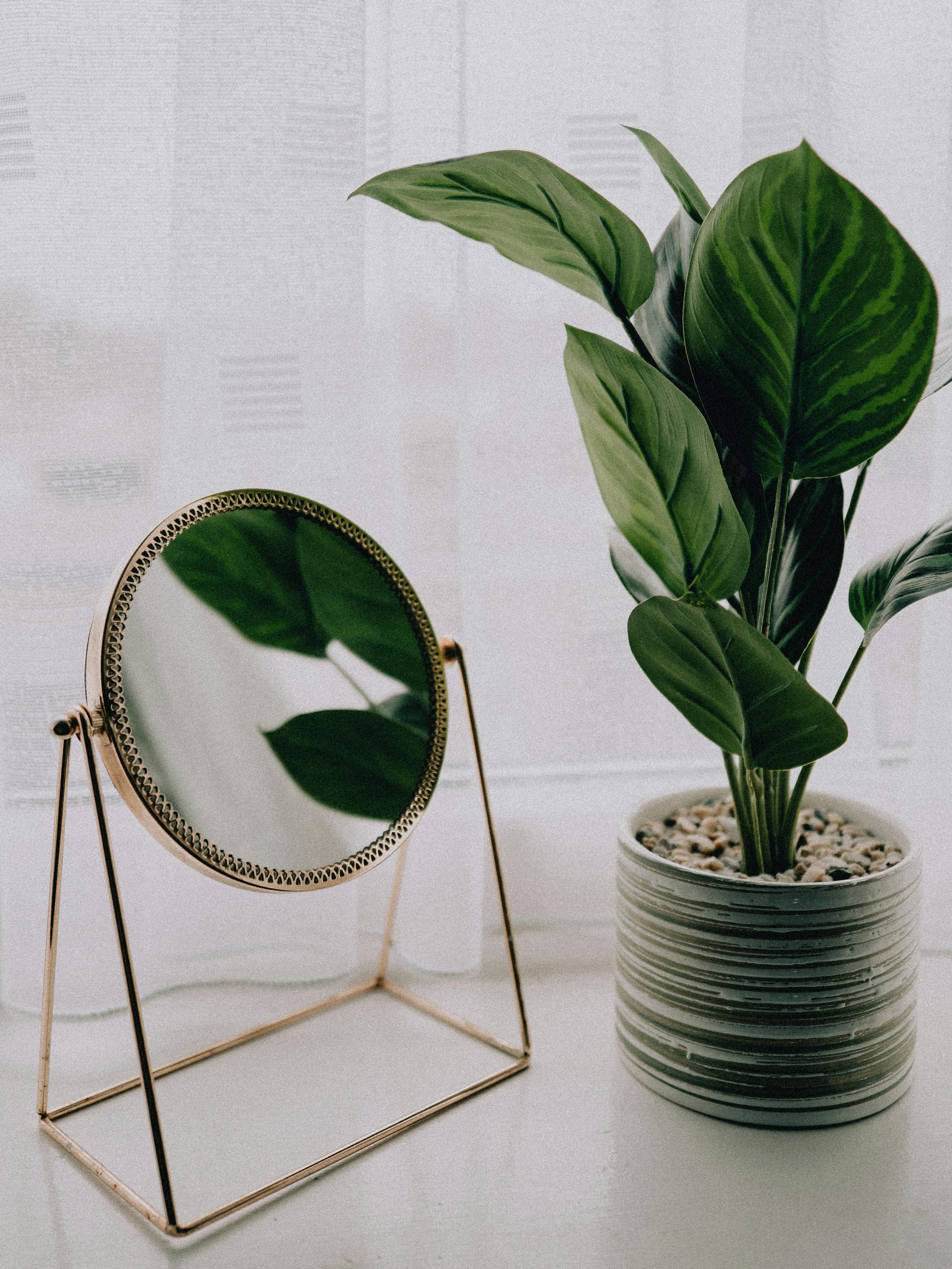 Round Mirror and Potted Foliage Plant on Sill · Free Stock Photo