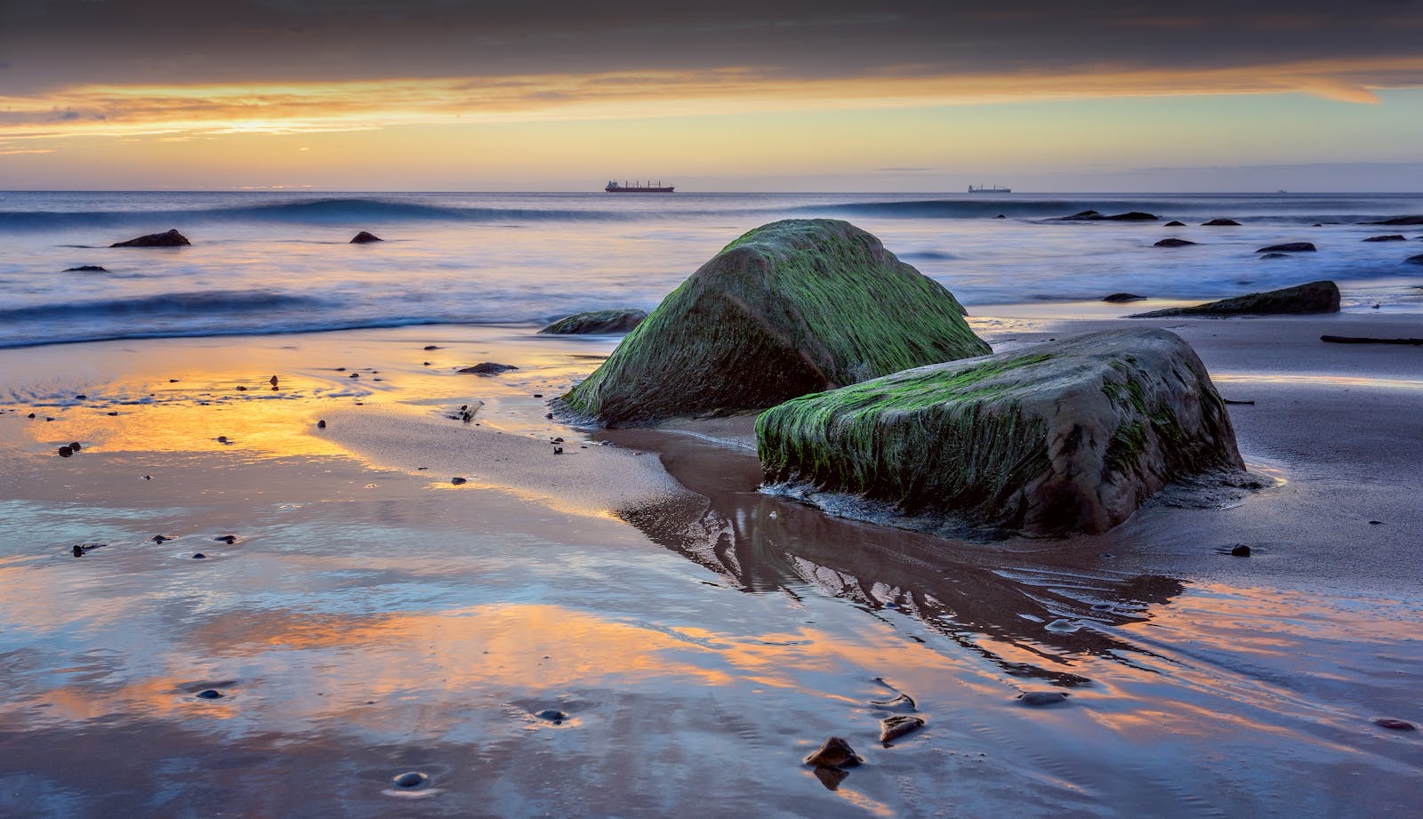 Algae Photos, Download The BEST Free Algae Stock Photos & HD Images