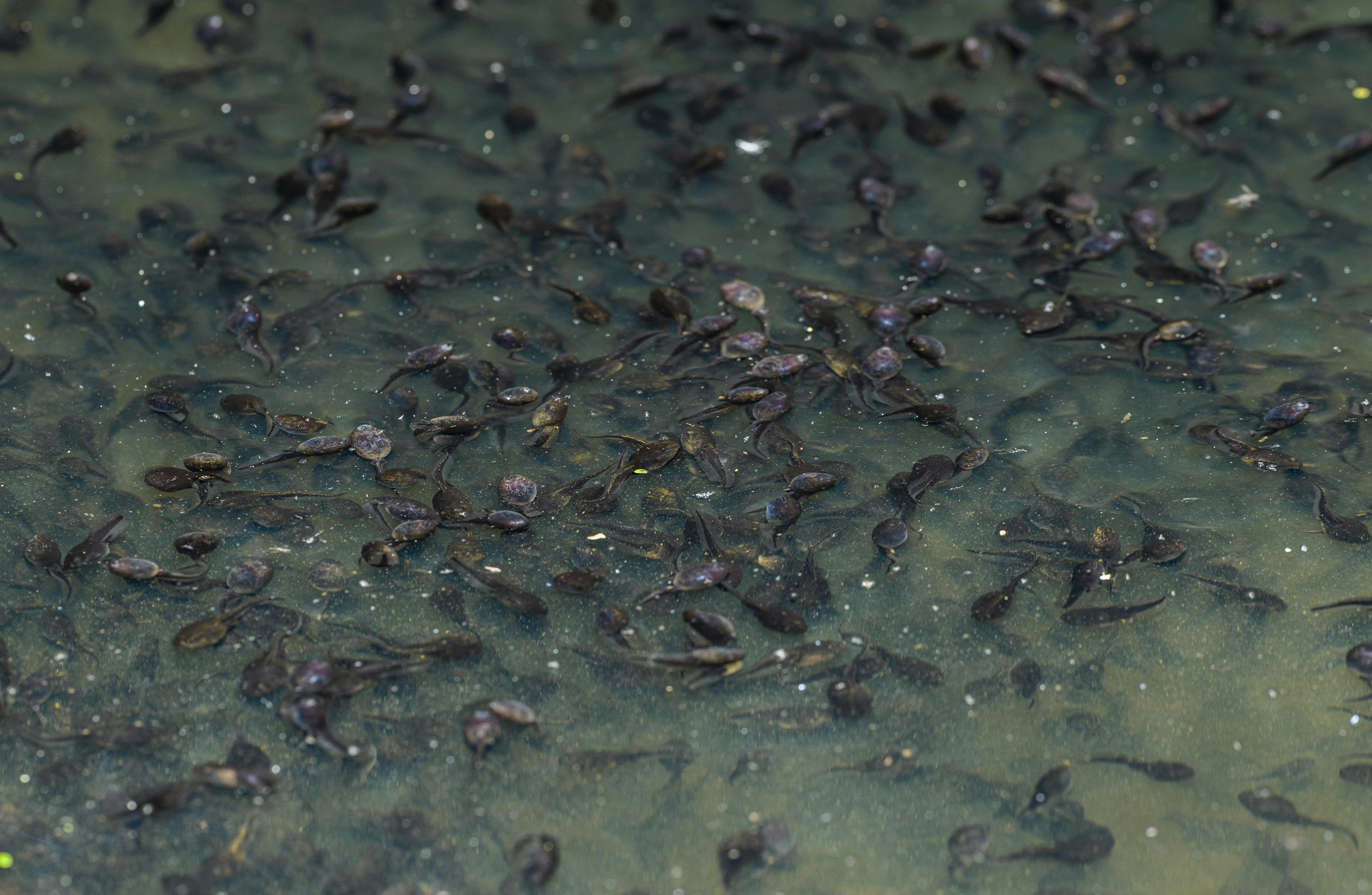Close-up of Tadpoles Swimming in a Body of Water · Free Stock Photo