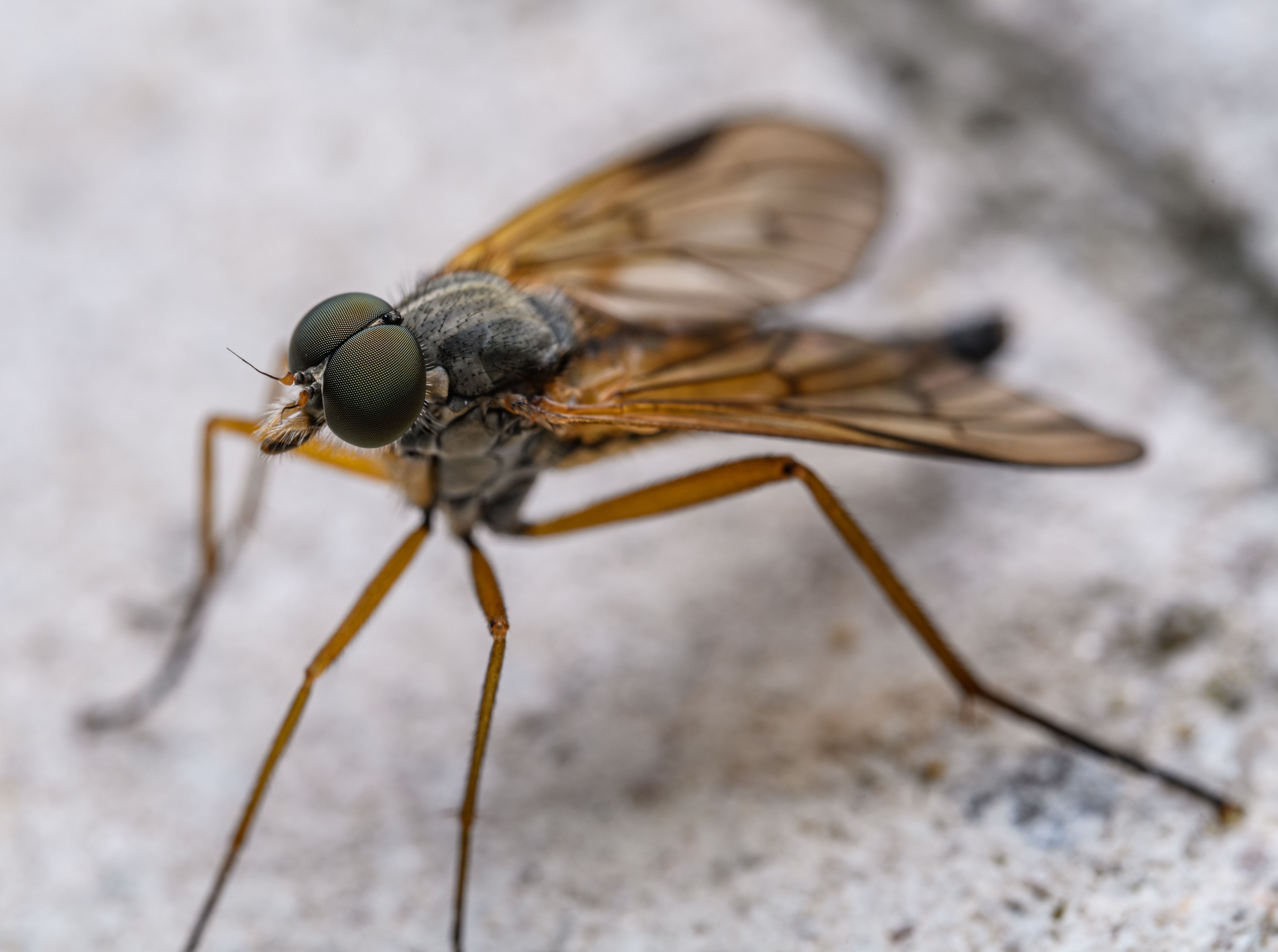 Portrait of a Rhagio Fly · Free Stock Photo
