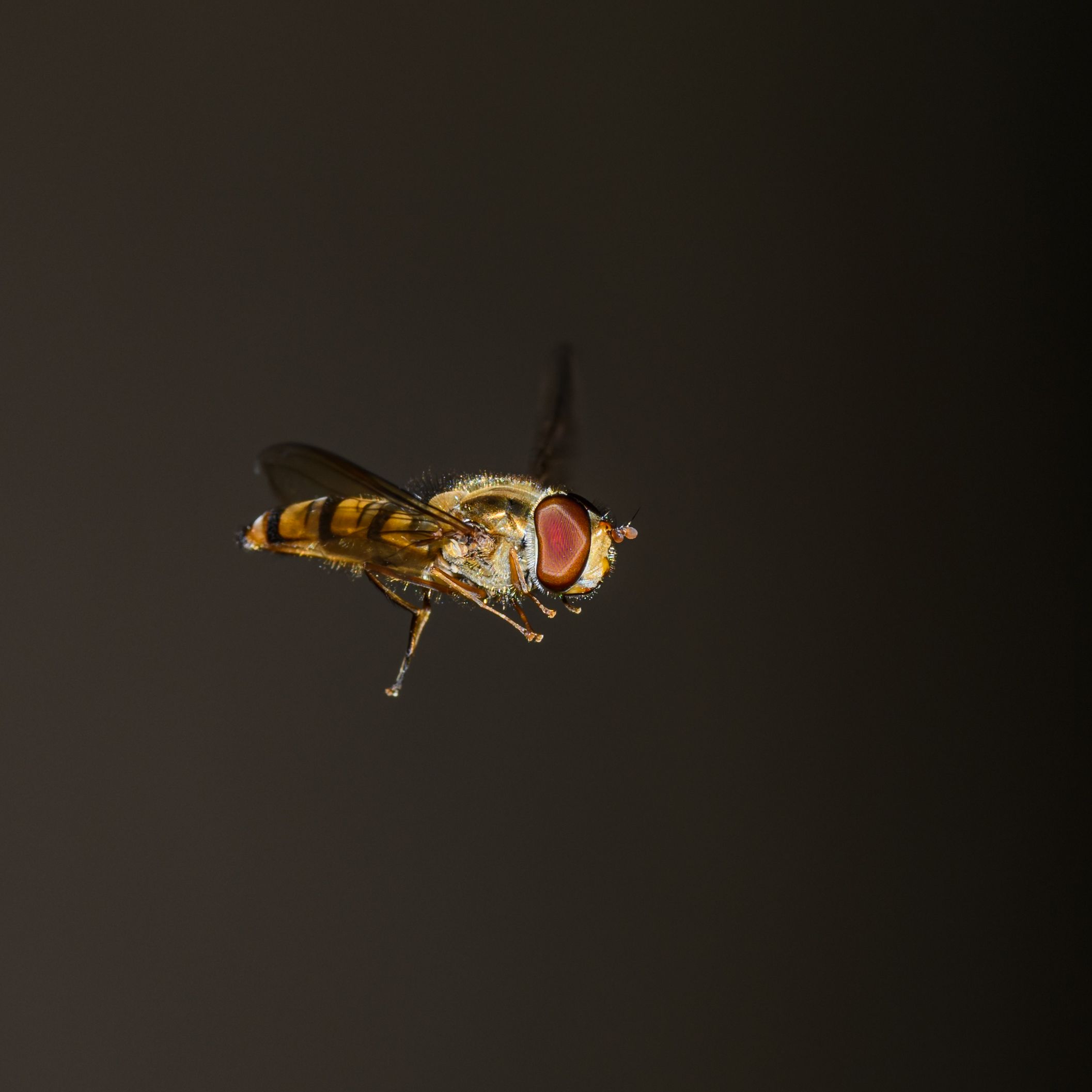 Epistrophe Fly in Flight · Free Stock Photo