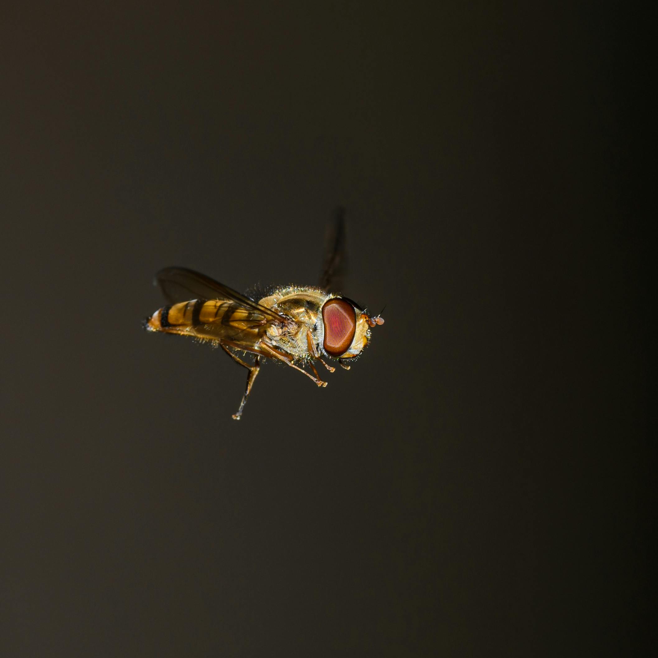 Epistrophe Fly in Flight · Free Stock Photo