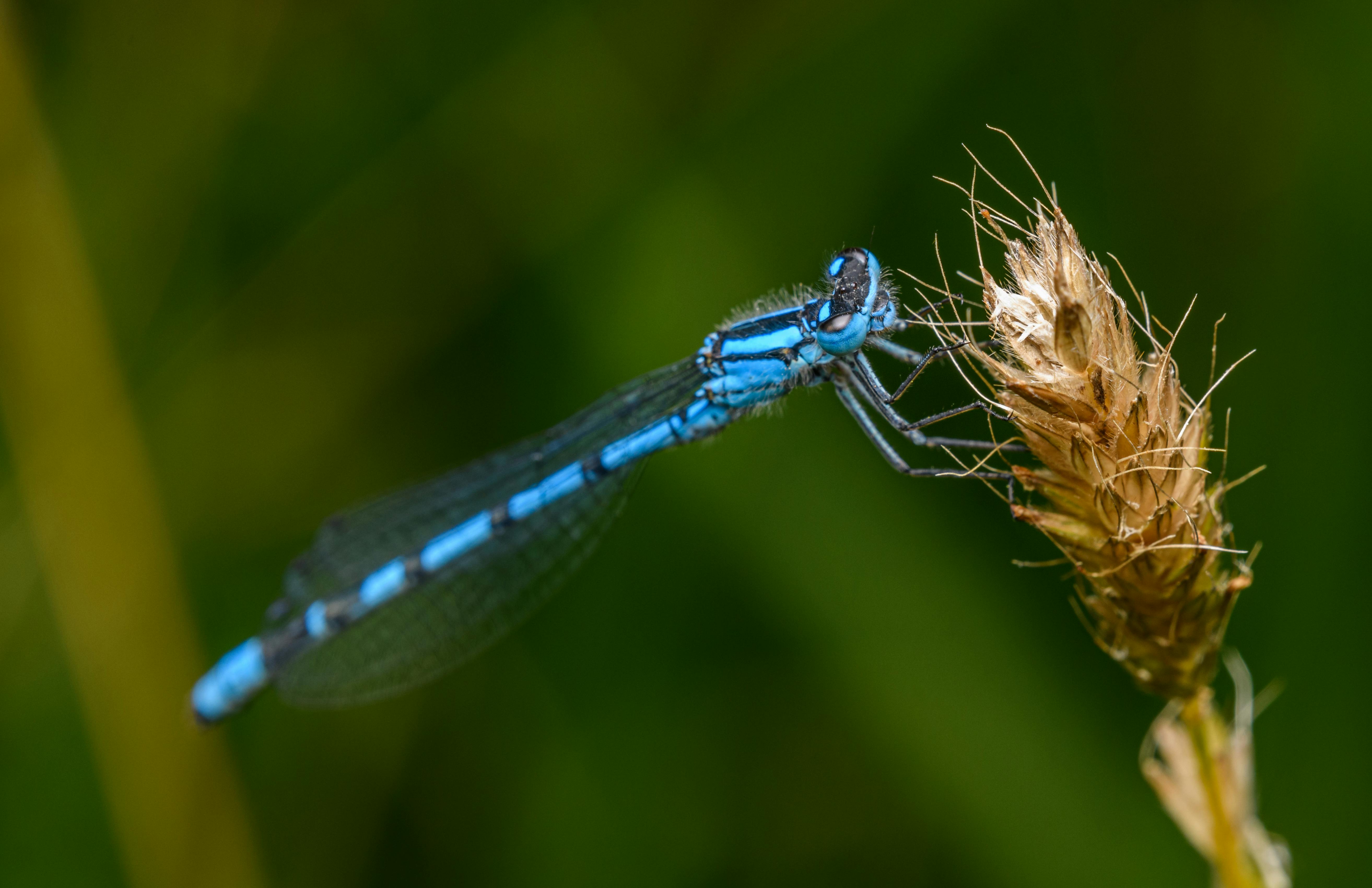 Butterfly And Dragonfly Photos, Download The BEST Free Butterfly And ...