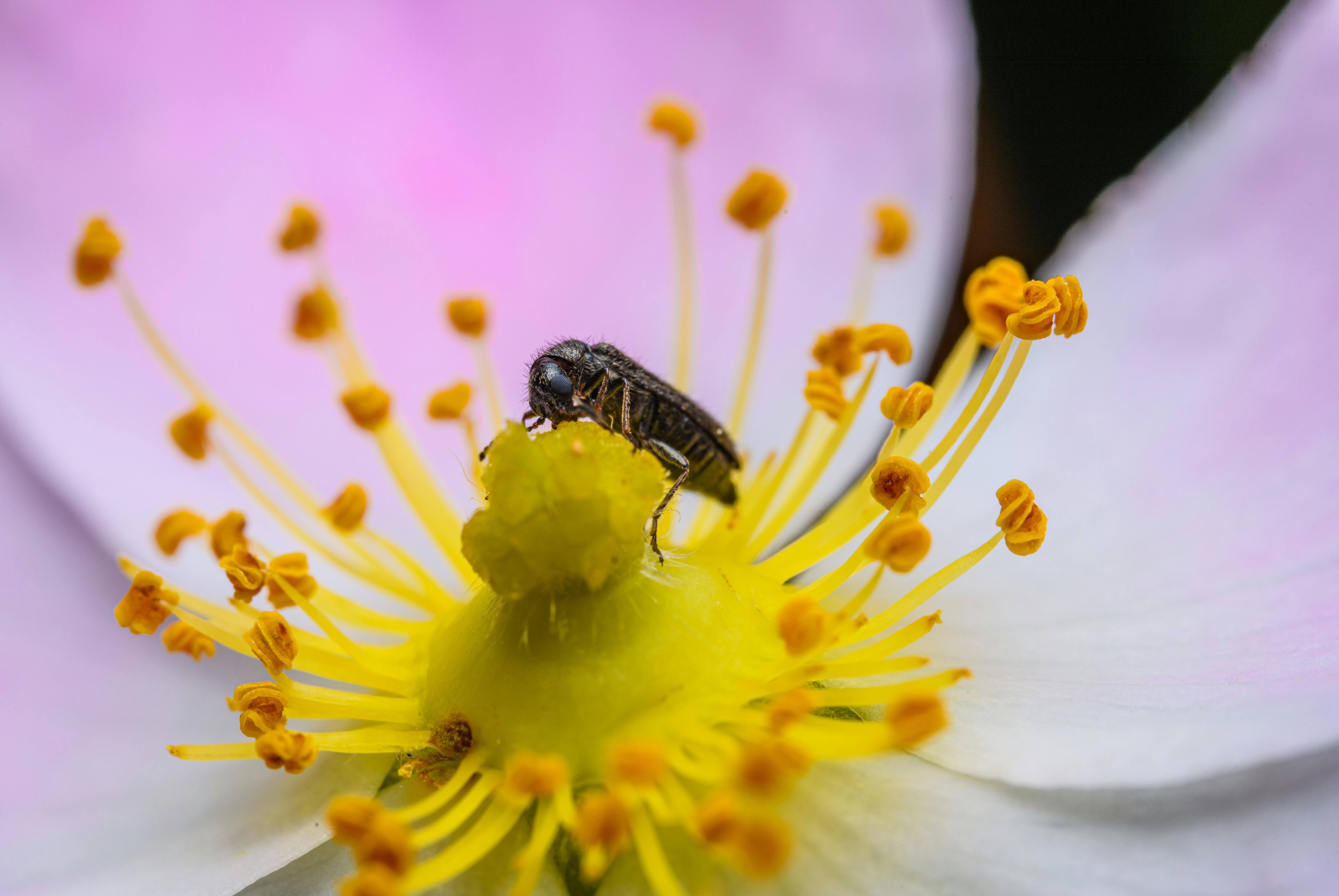Extreme Close-up of a Bee Drinking Nectar From a Purple Flower · Free ...