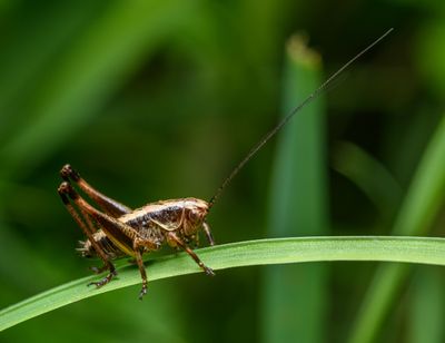 Cricket Insect Photos, Download The BEST Free Cricket Insect Stock ...