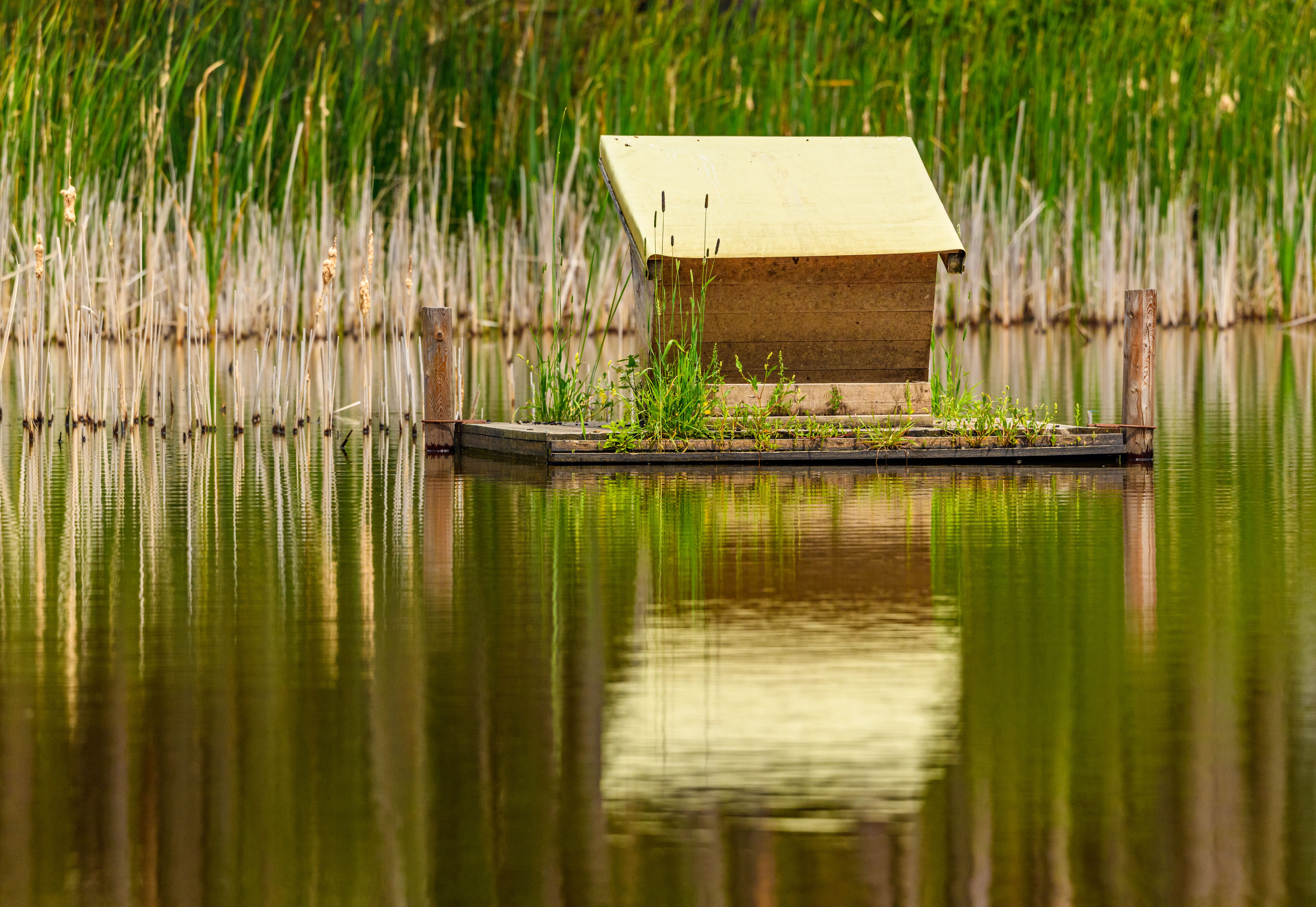 A Wooden Duck House Floating on a Body of Water · Free Stock Photo