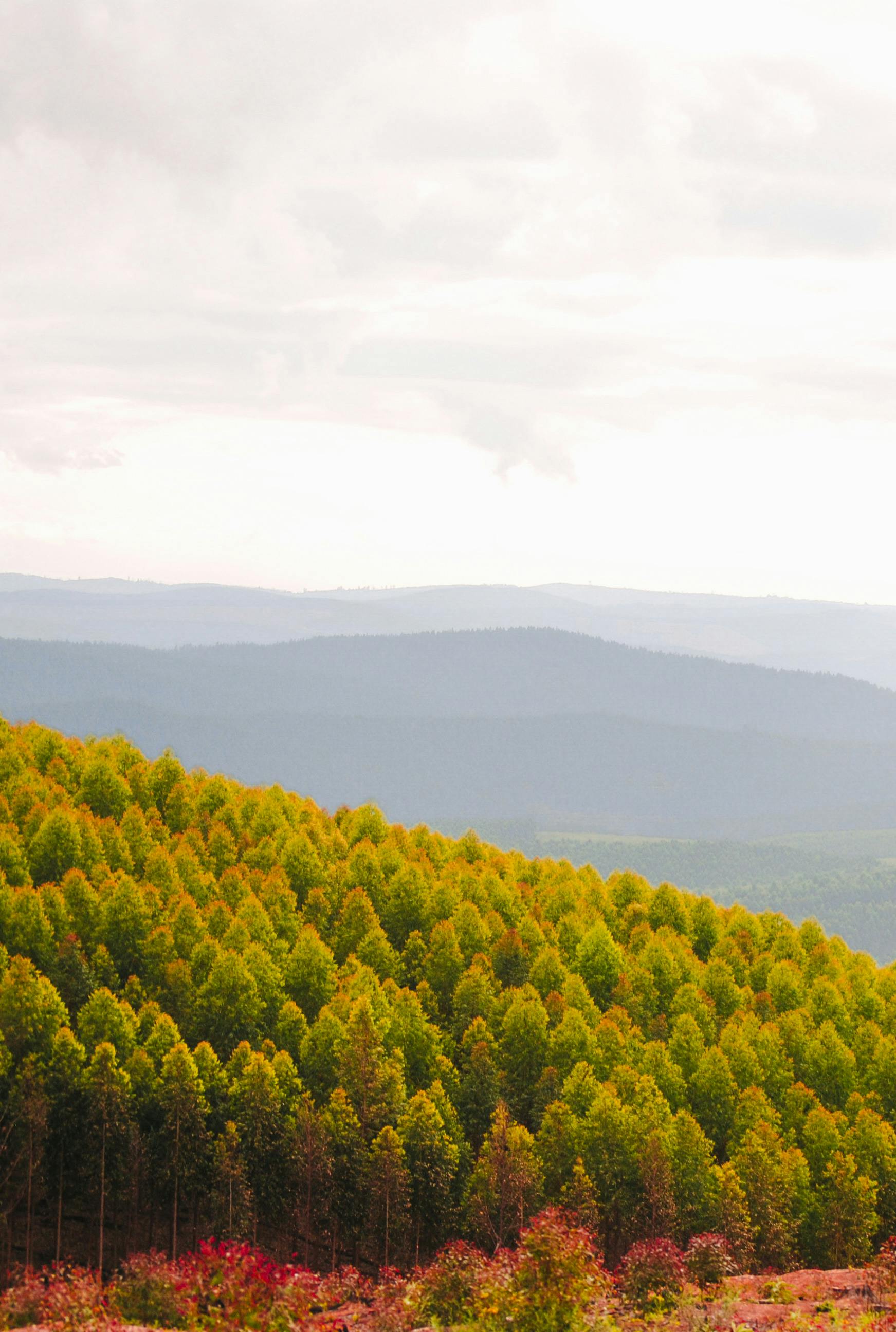 Green Grass Field and Trees High-saturated Photography · Free Stock Photo