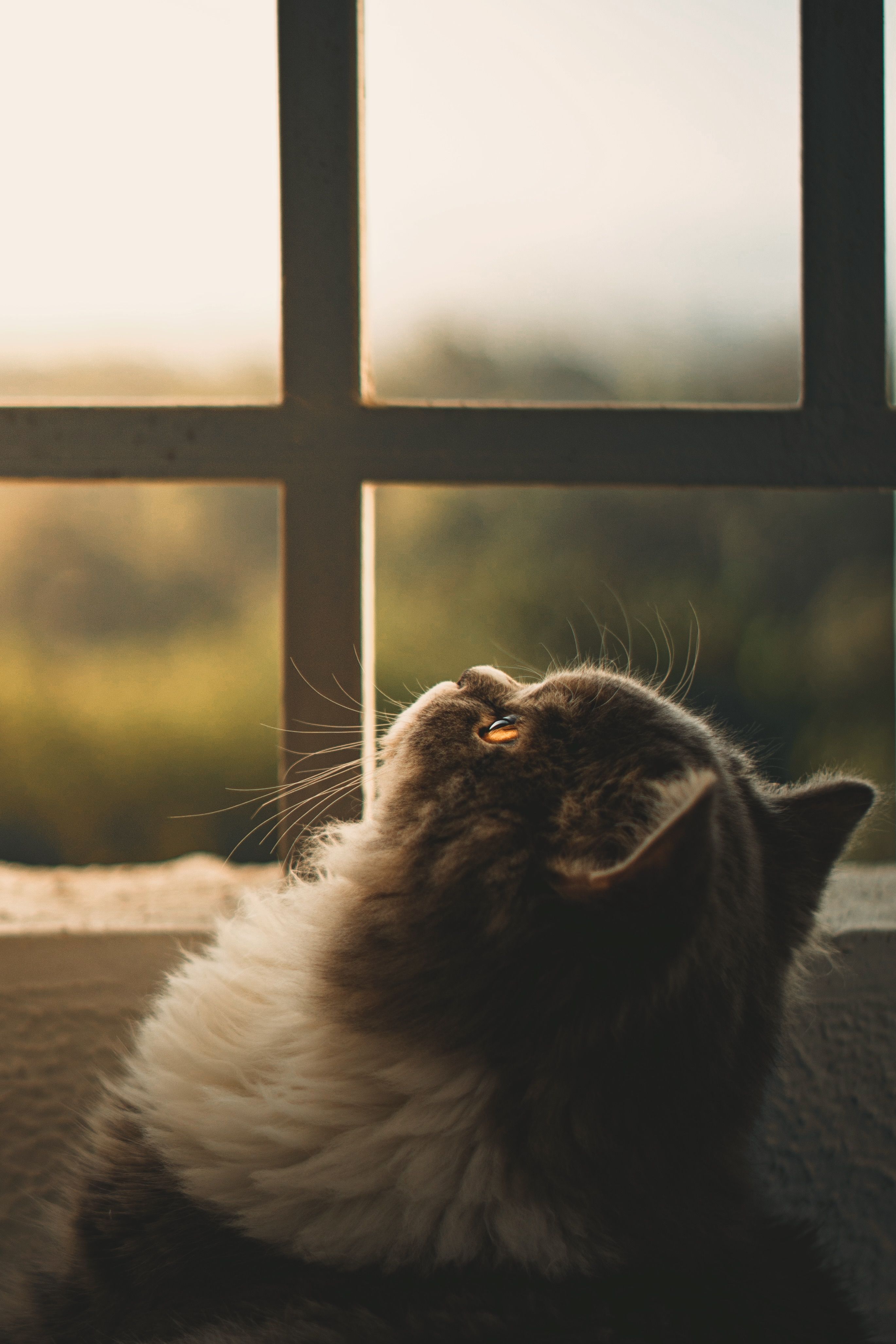 Cat near Window · Free Stock Photo