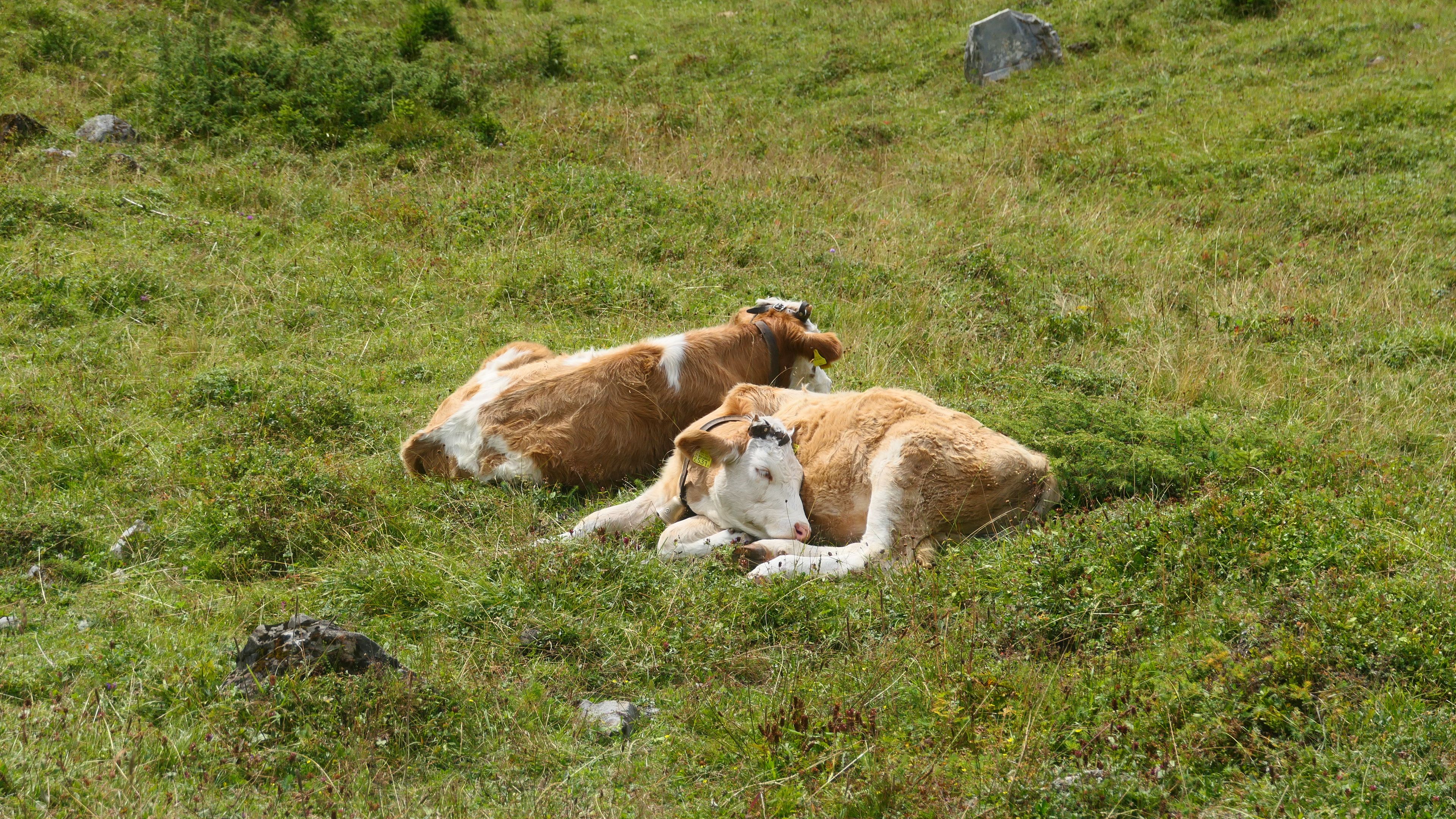 Cows Lying Down on Pasture and Sleeping · Free Stock Photo