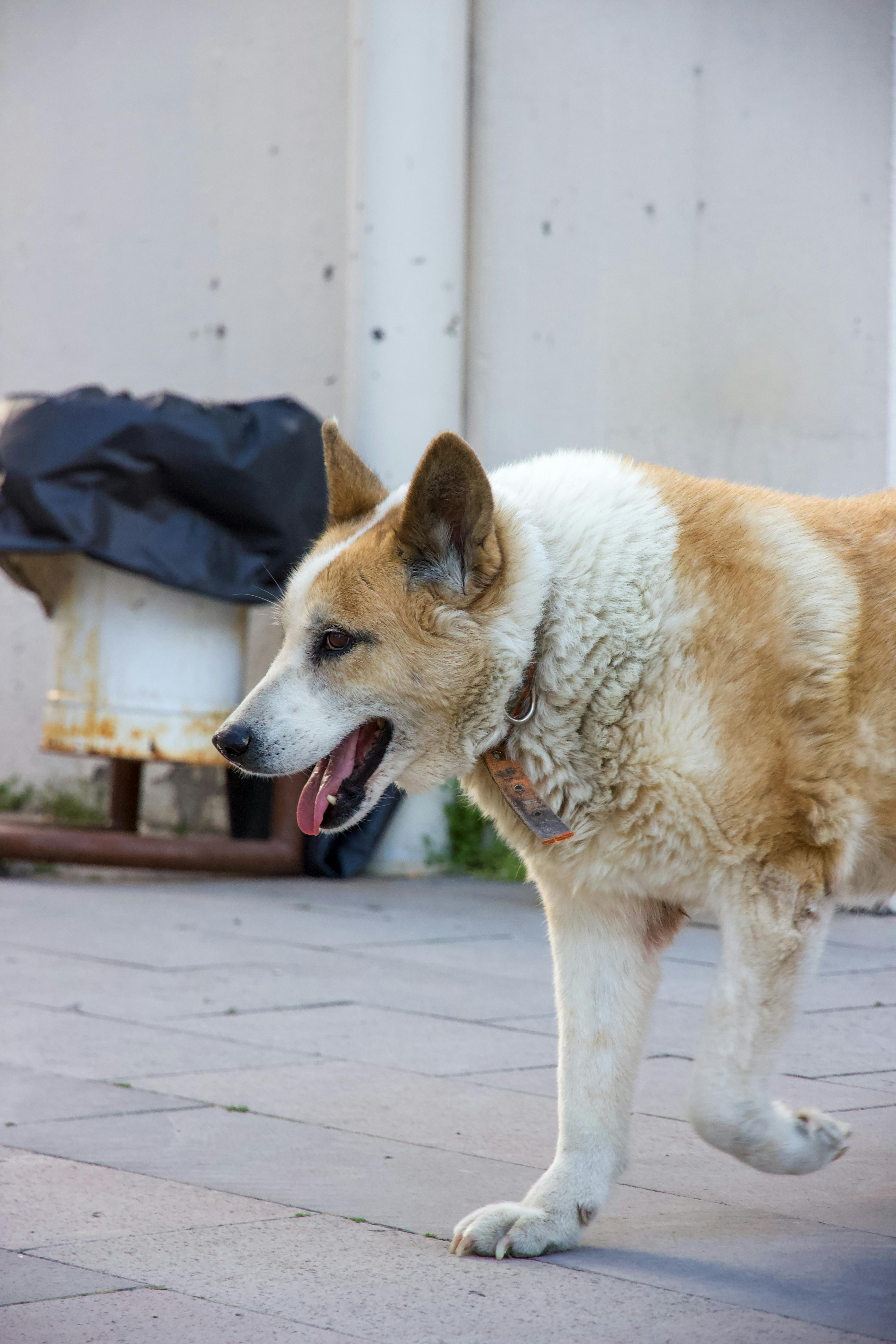 Dog on Pavement · Free Stock Photo