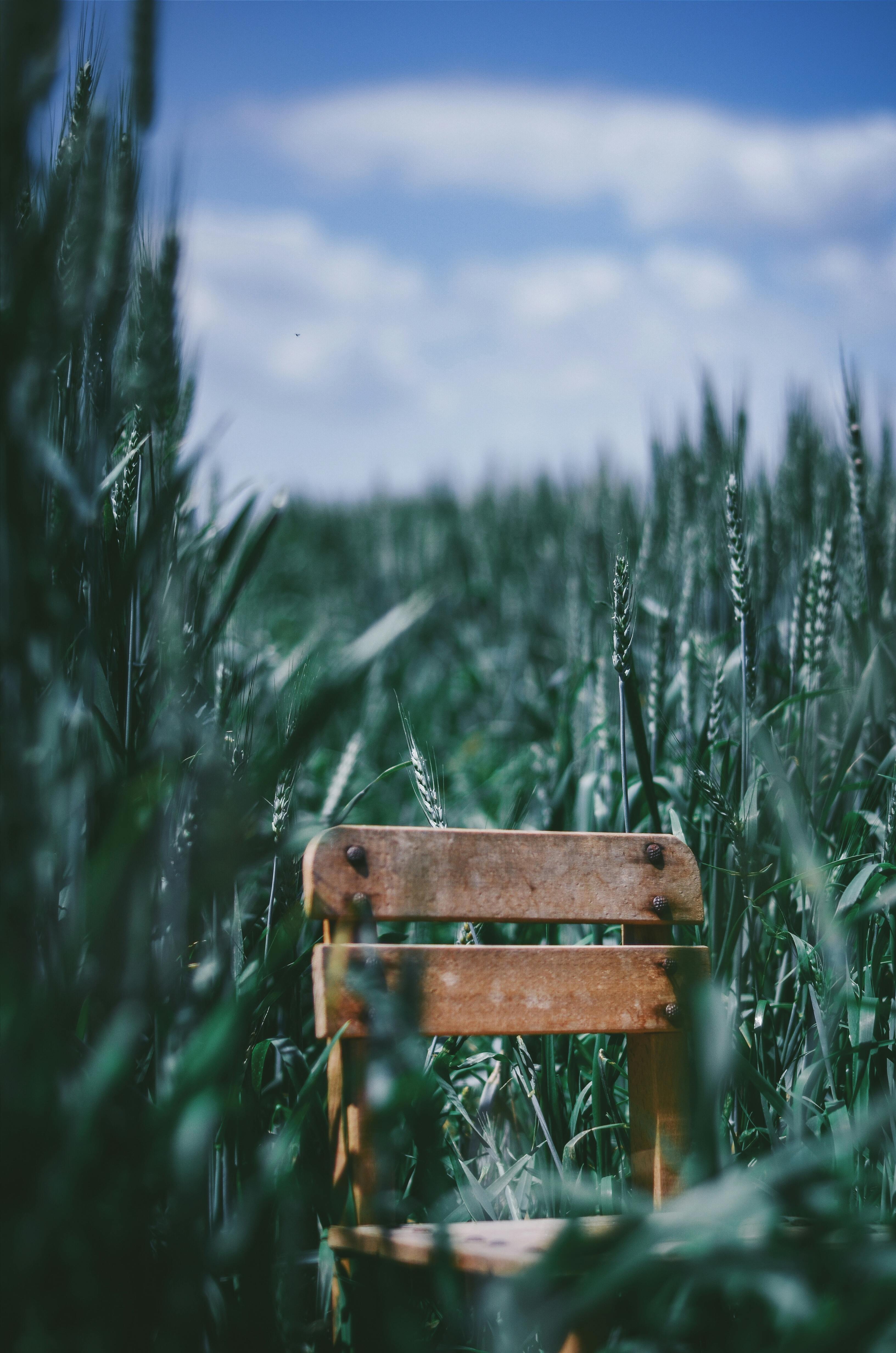 Brown Wooden Chair in Middle of Green Field · Free Stock Photo