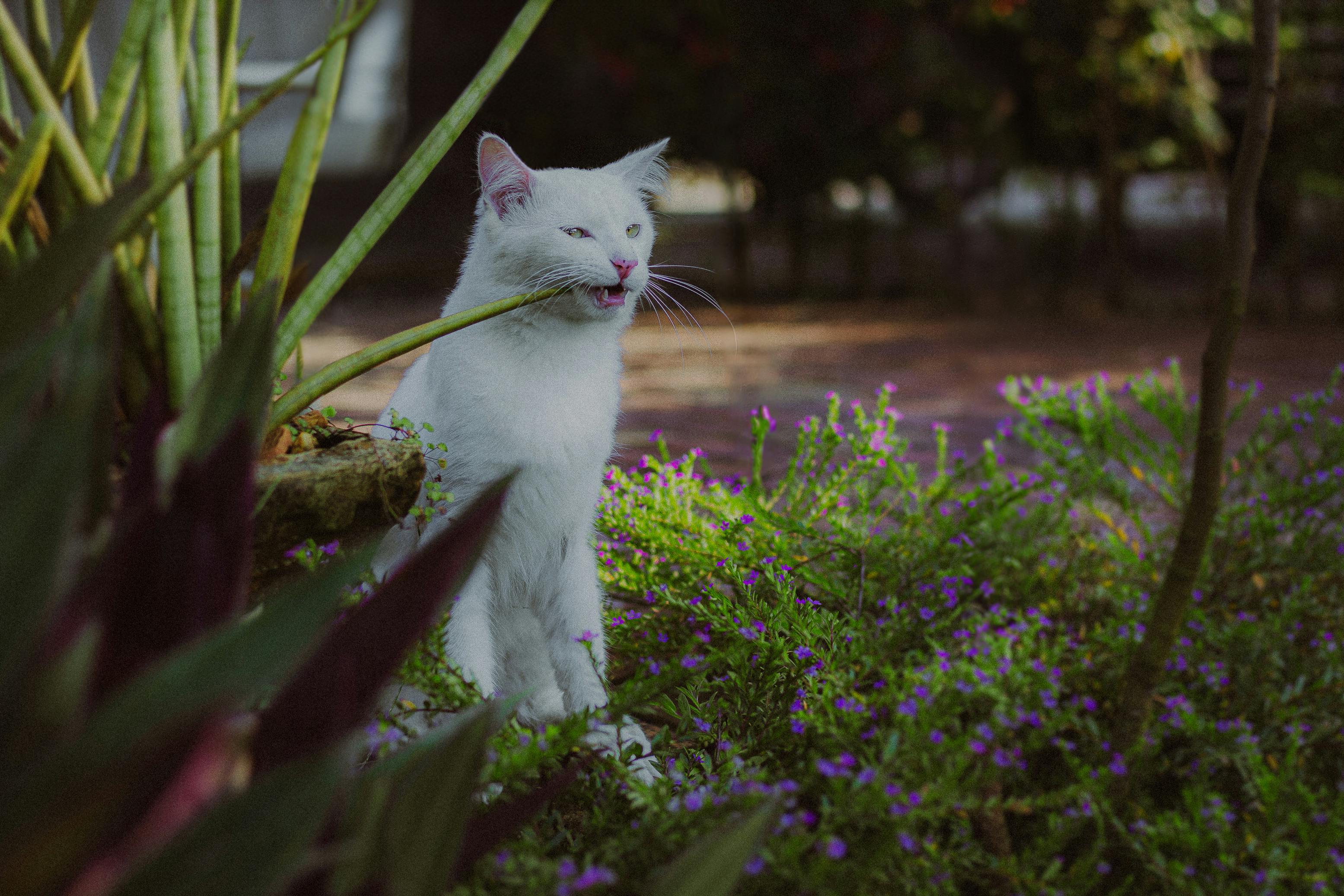 Cat Sitting and Biting Plant · Free Stock Photo