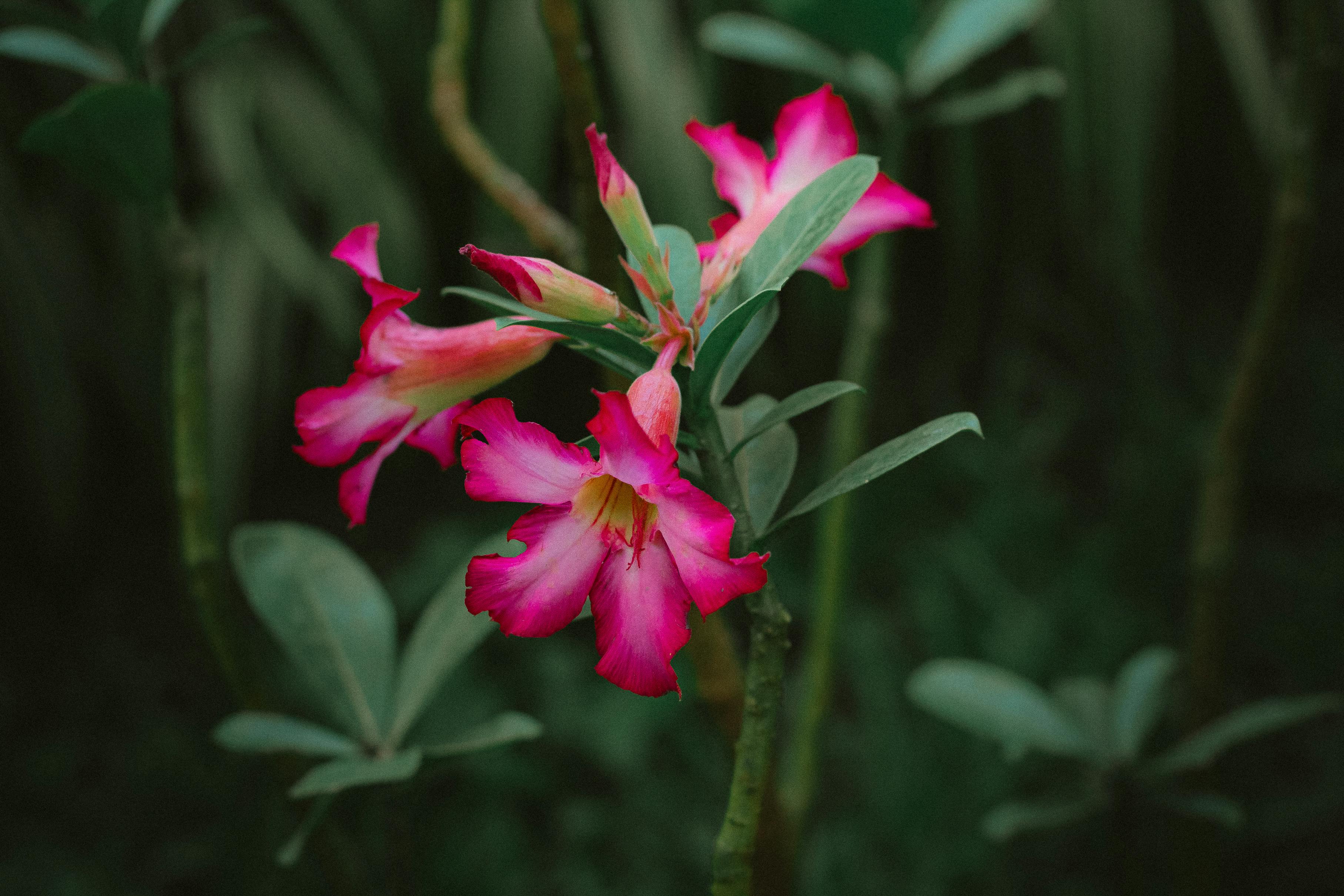 Pink Desert Rose Flowers · Free Stock Photo