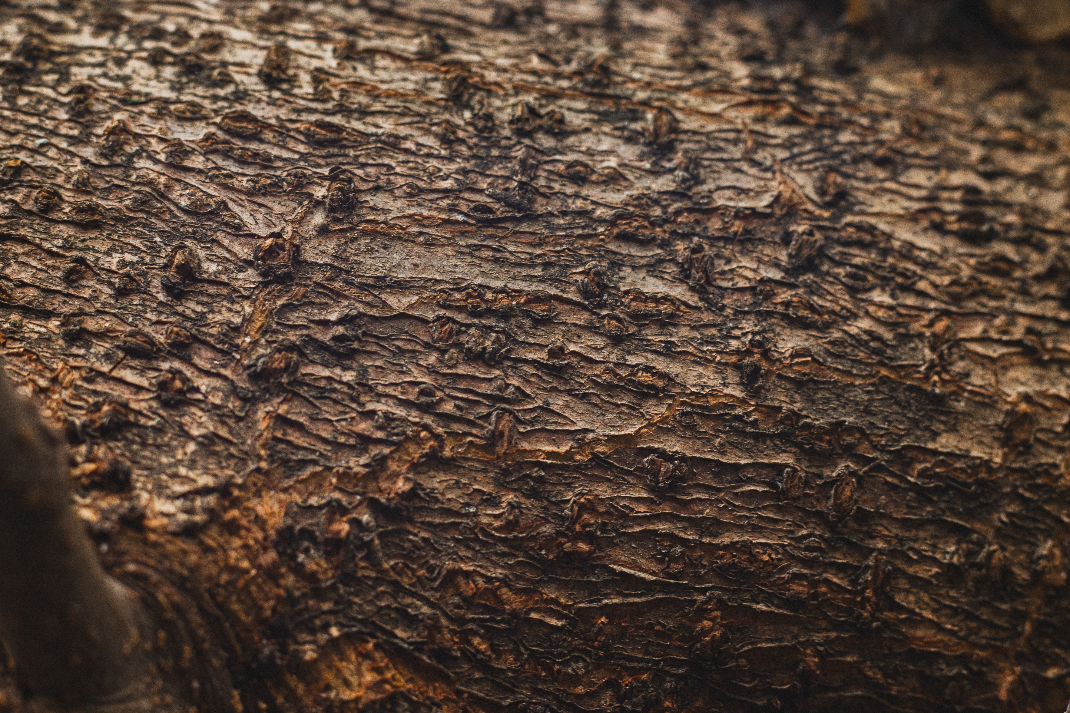 Close-Up View Of A Tree Bark · Free Stock Photo