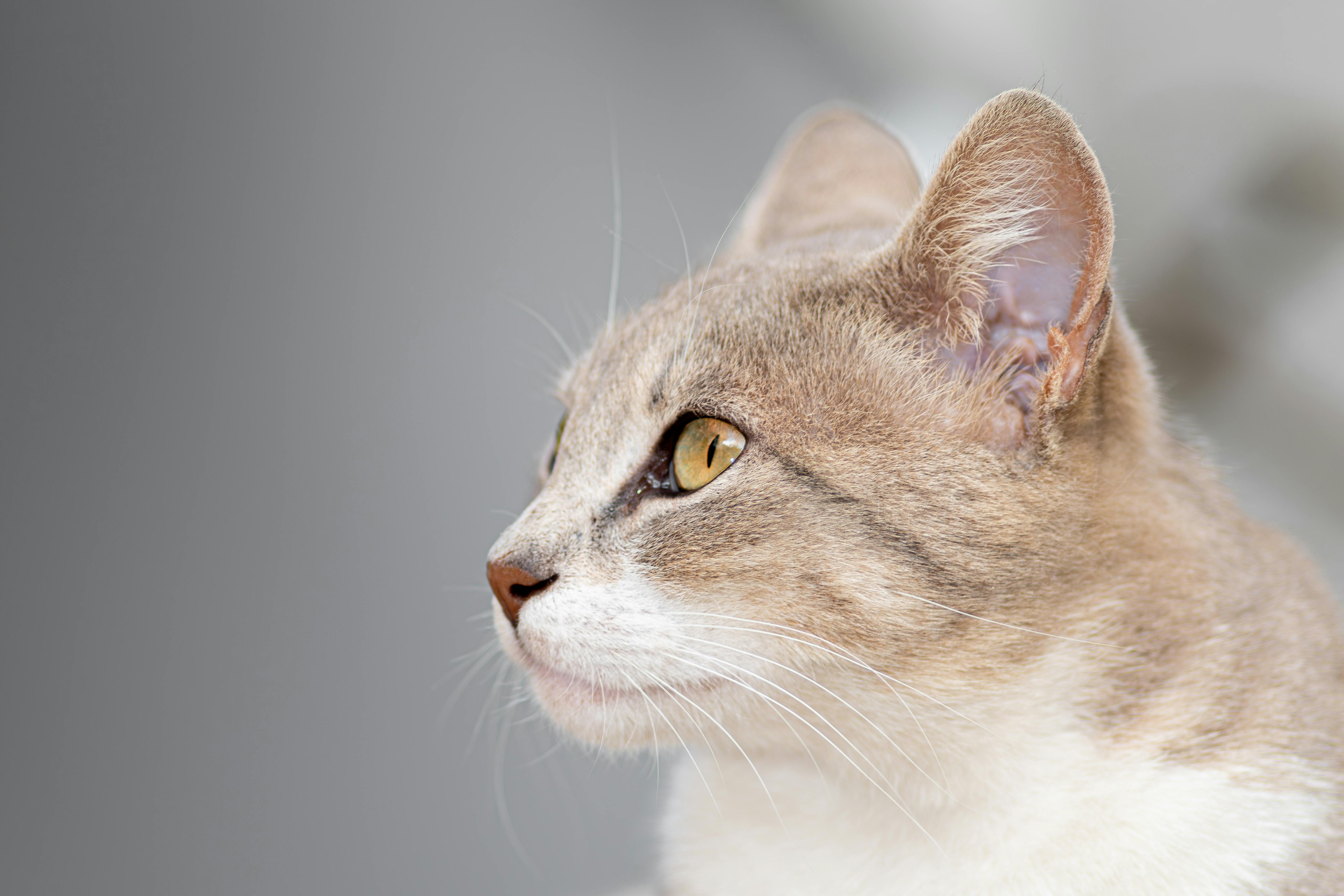 Stray-cat-looking-left · Free Stock Photo