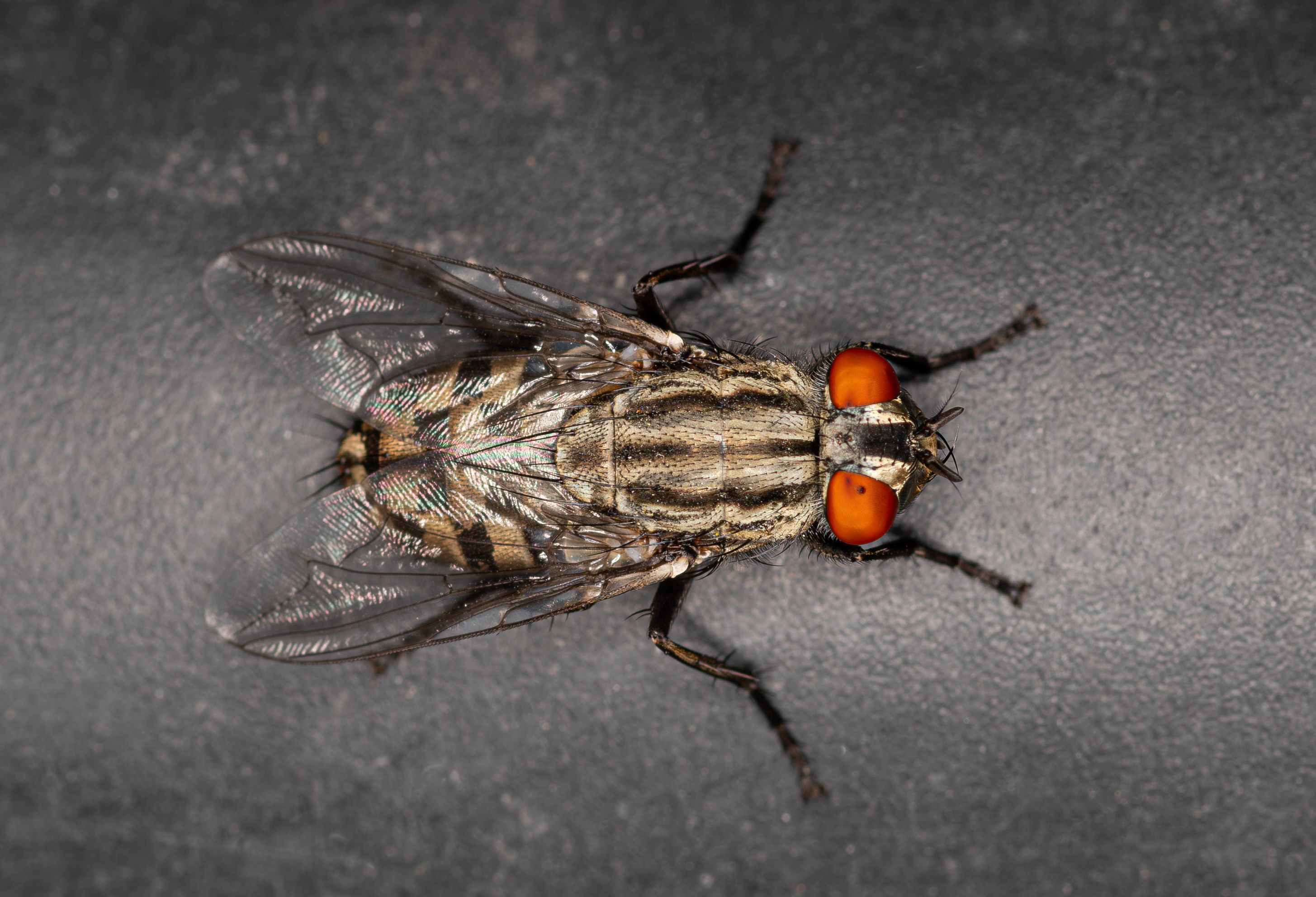 close-up-photo-of-fly · Free Stock Photo
