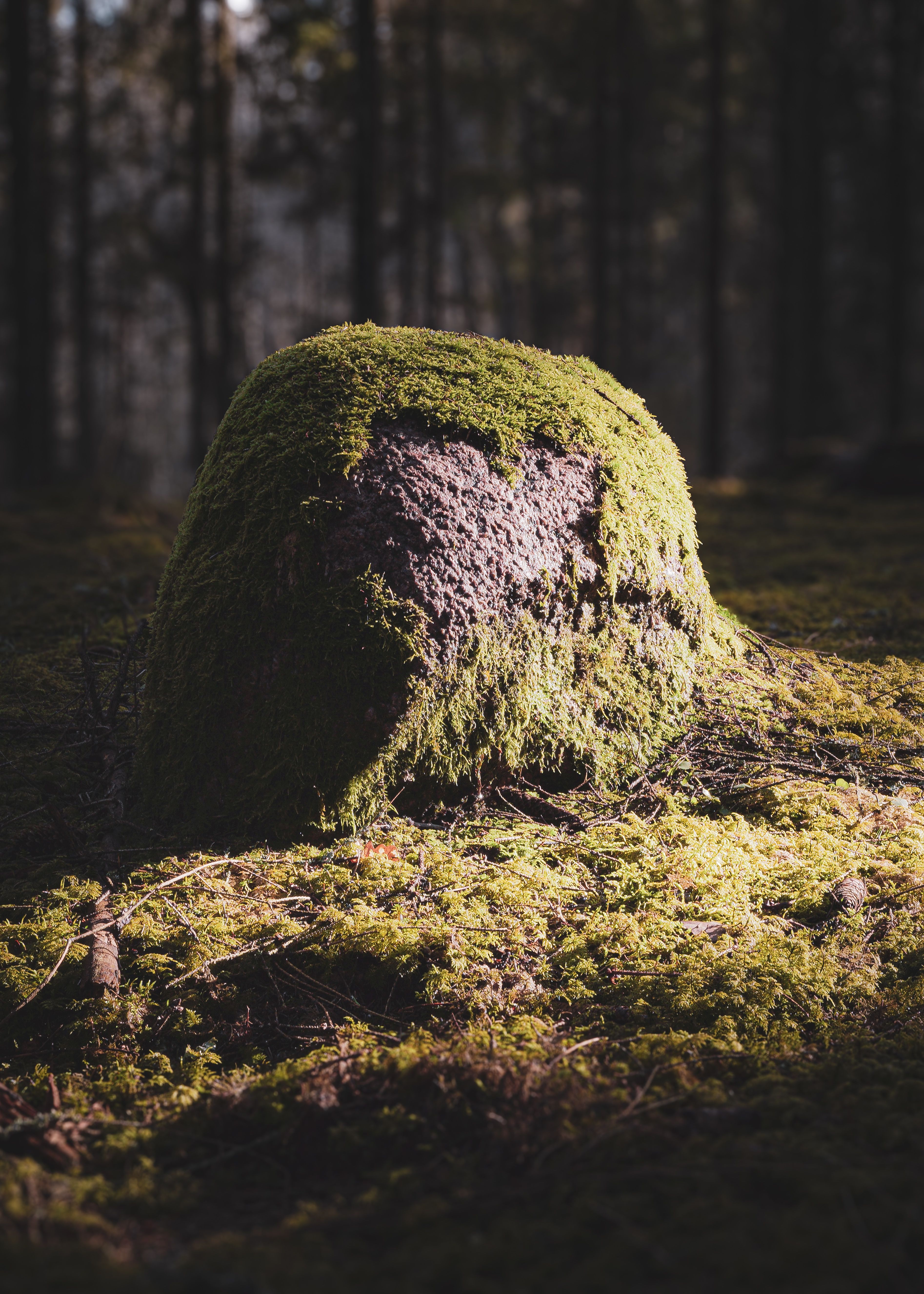 Forest Moss Boulder Hd Wallpaper Forest, Stream, Stones, Waterfall,