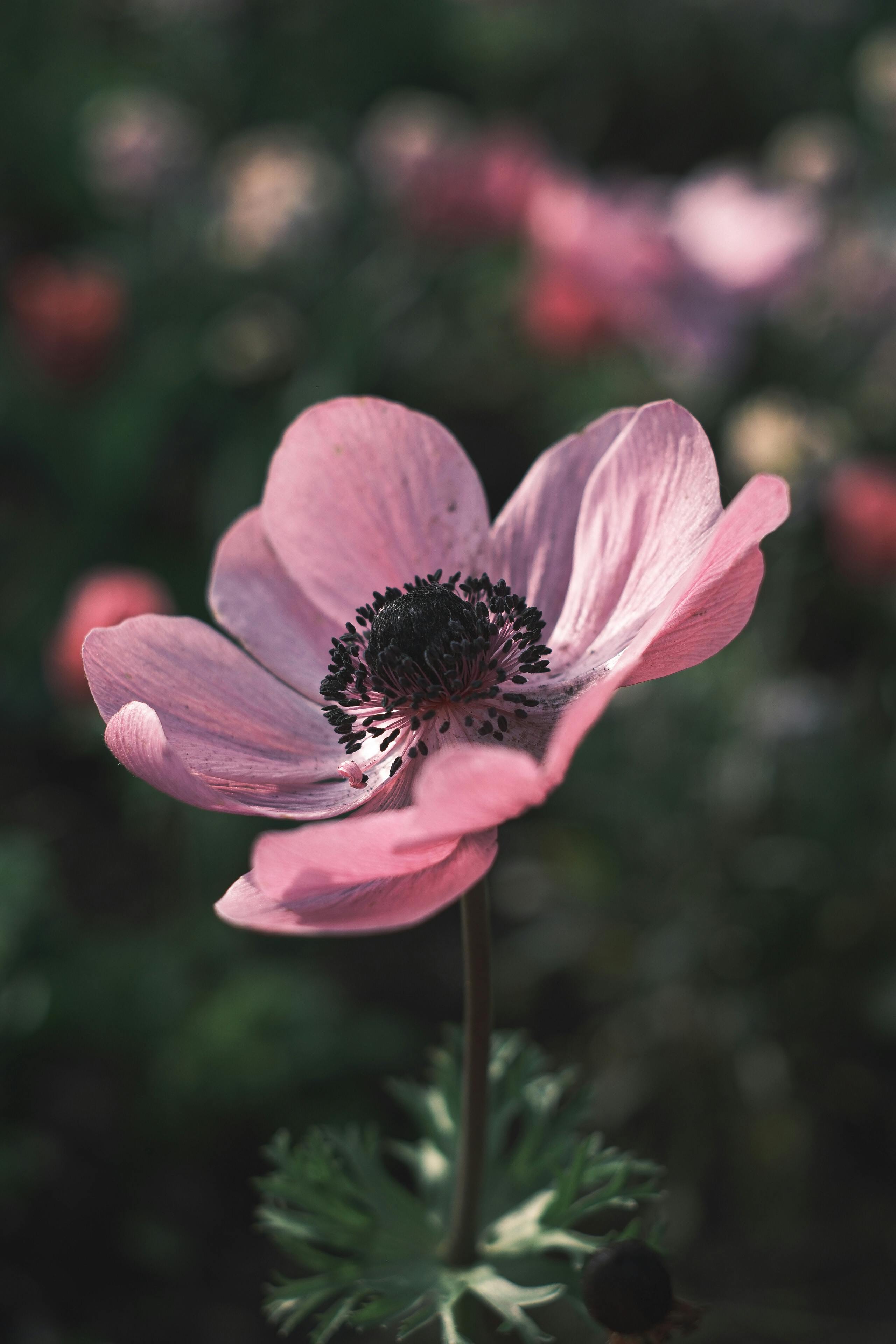 Pink Windflower on Meadow · Free Stock Photo
