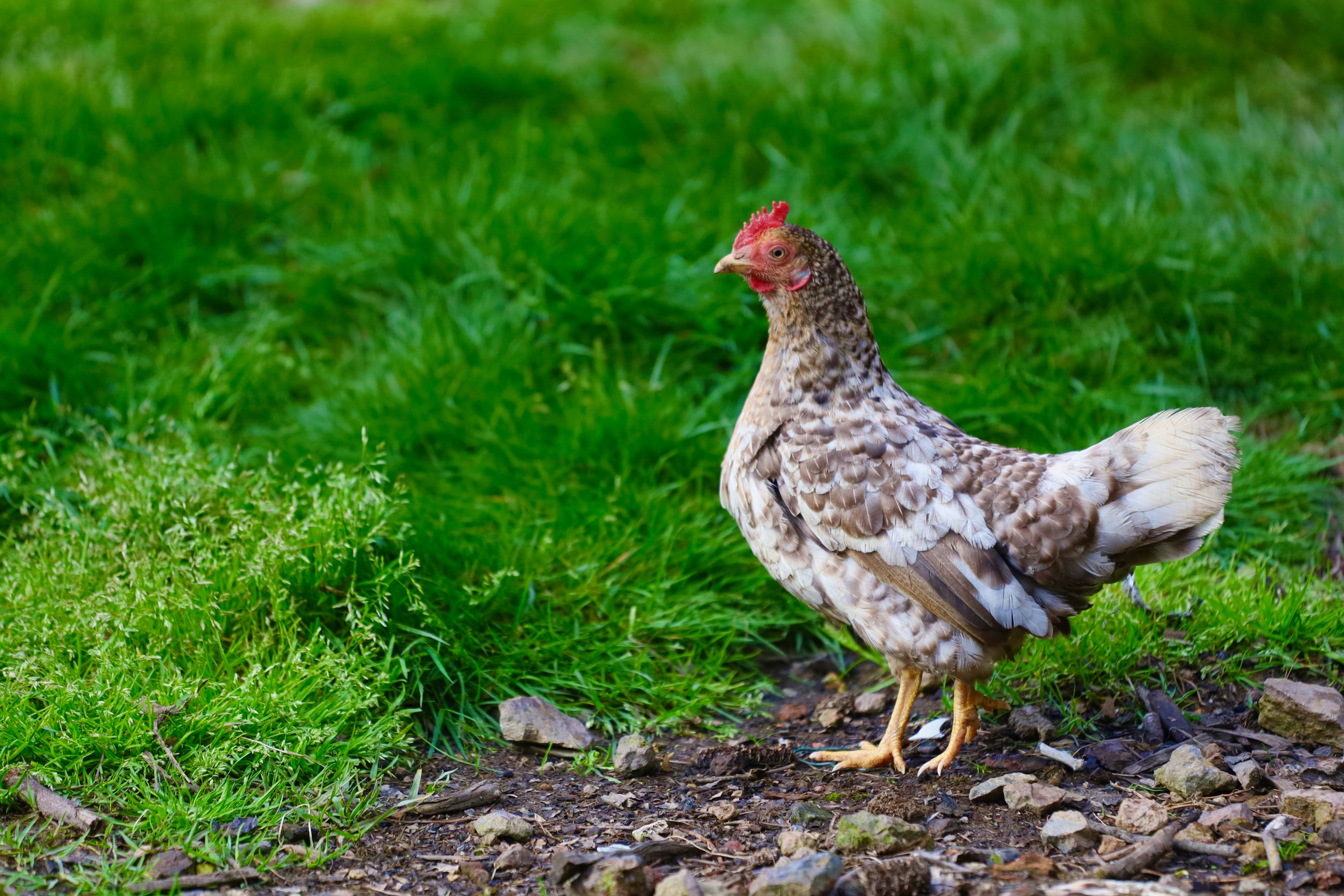 Hen on Field · Free Stock Photo