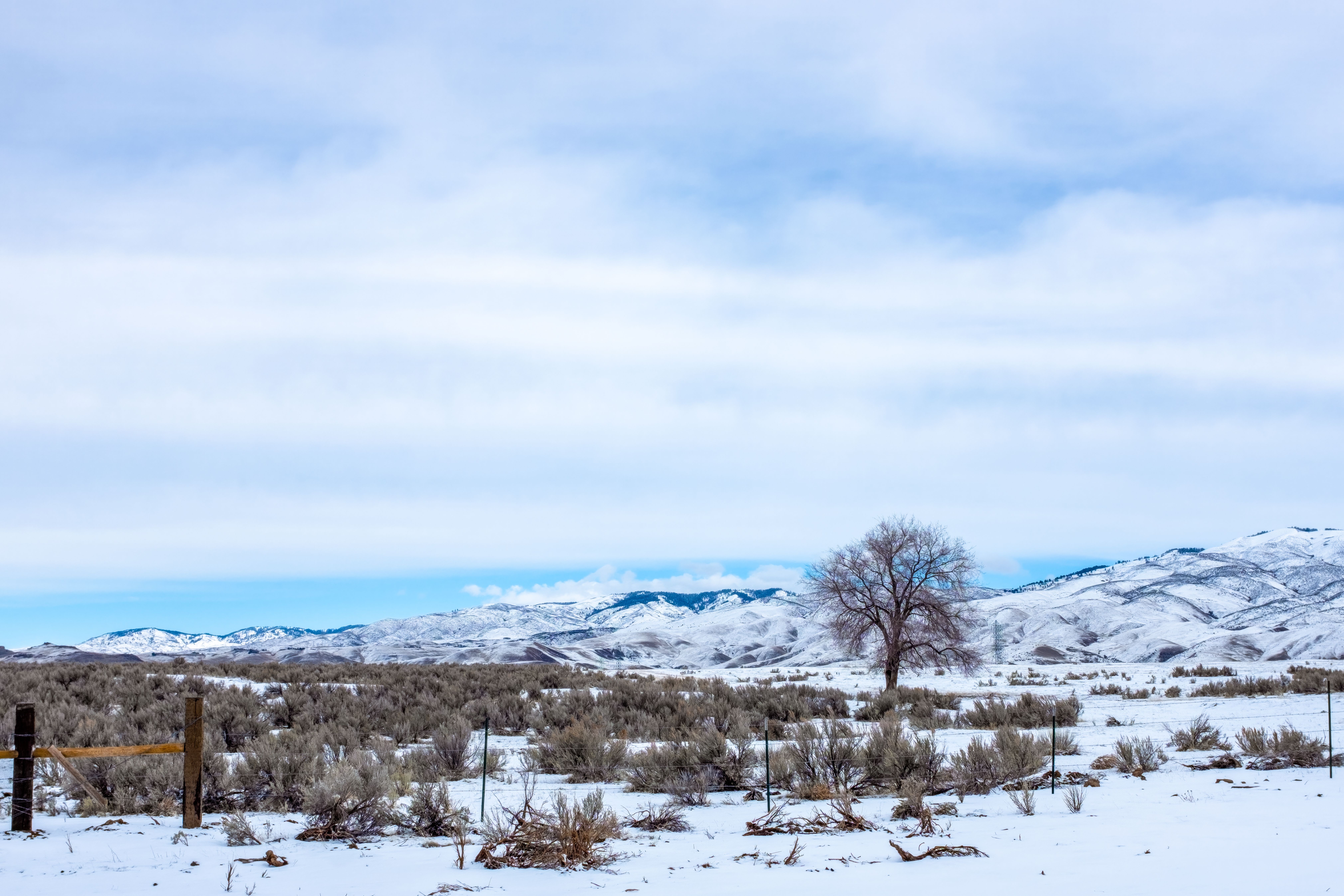 A snowy field with a fence and a tree · Free Stock Photo