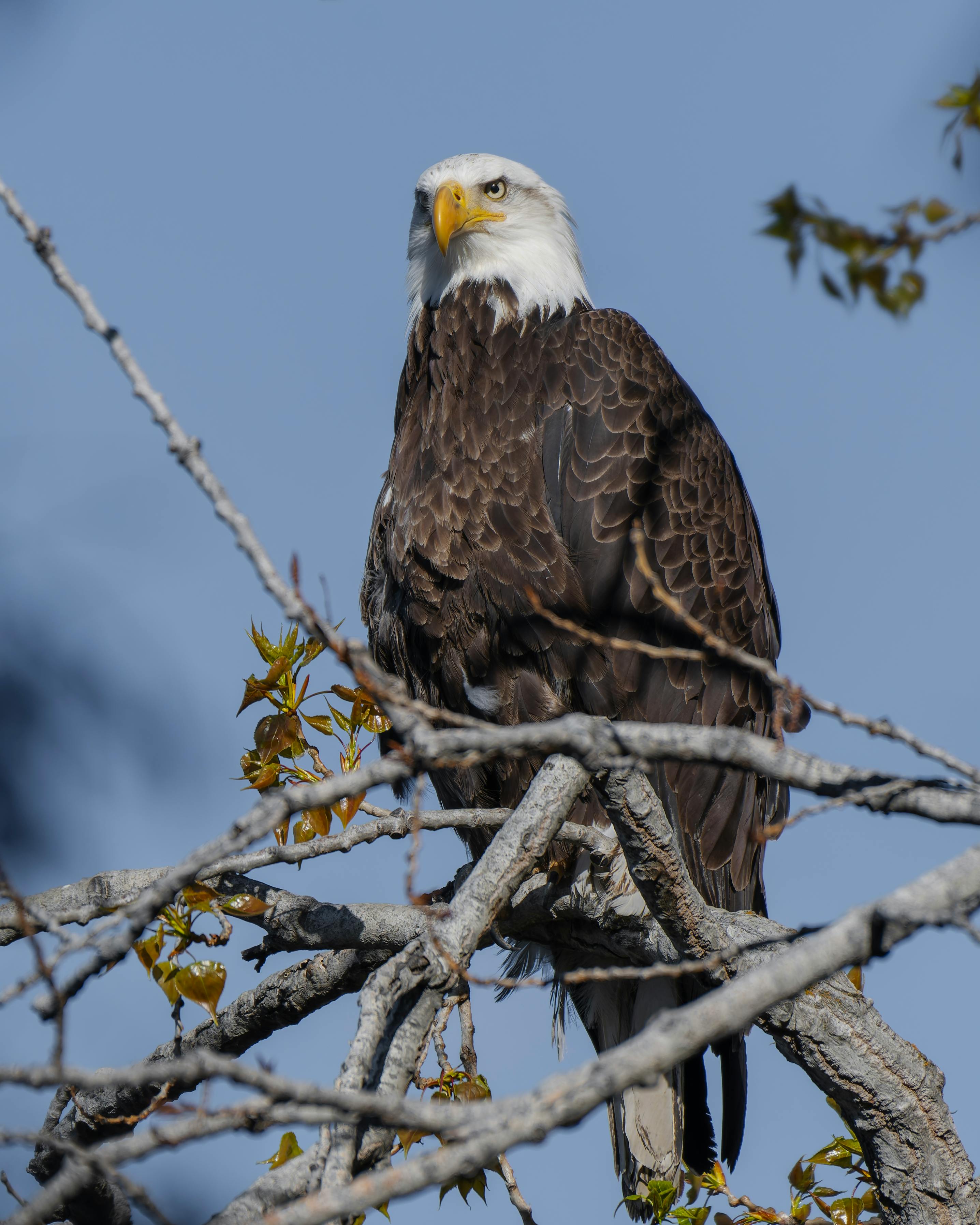 A bald eagle perched on a tree branch · Free Stock Photo