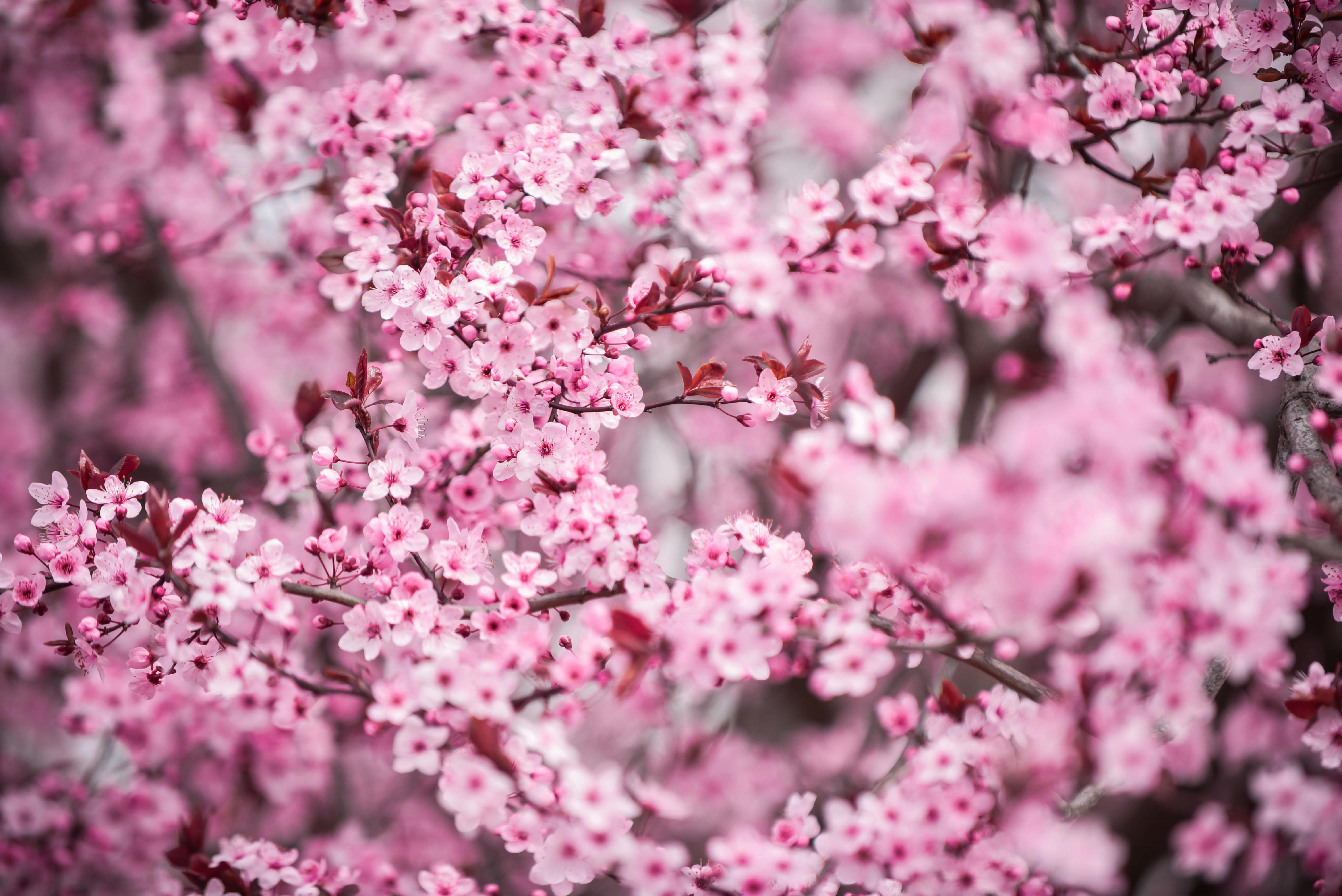 Spring Flower · Free Stock Photo