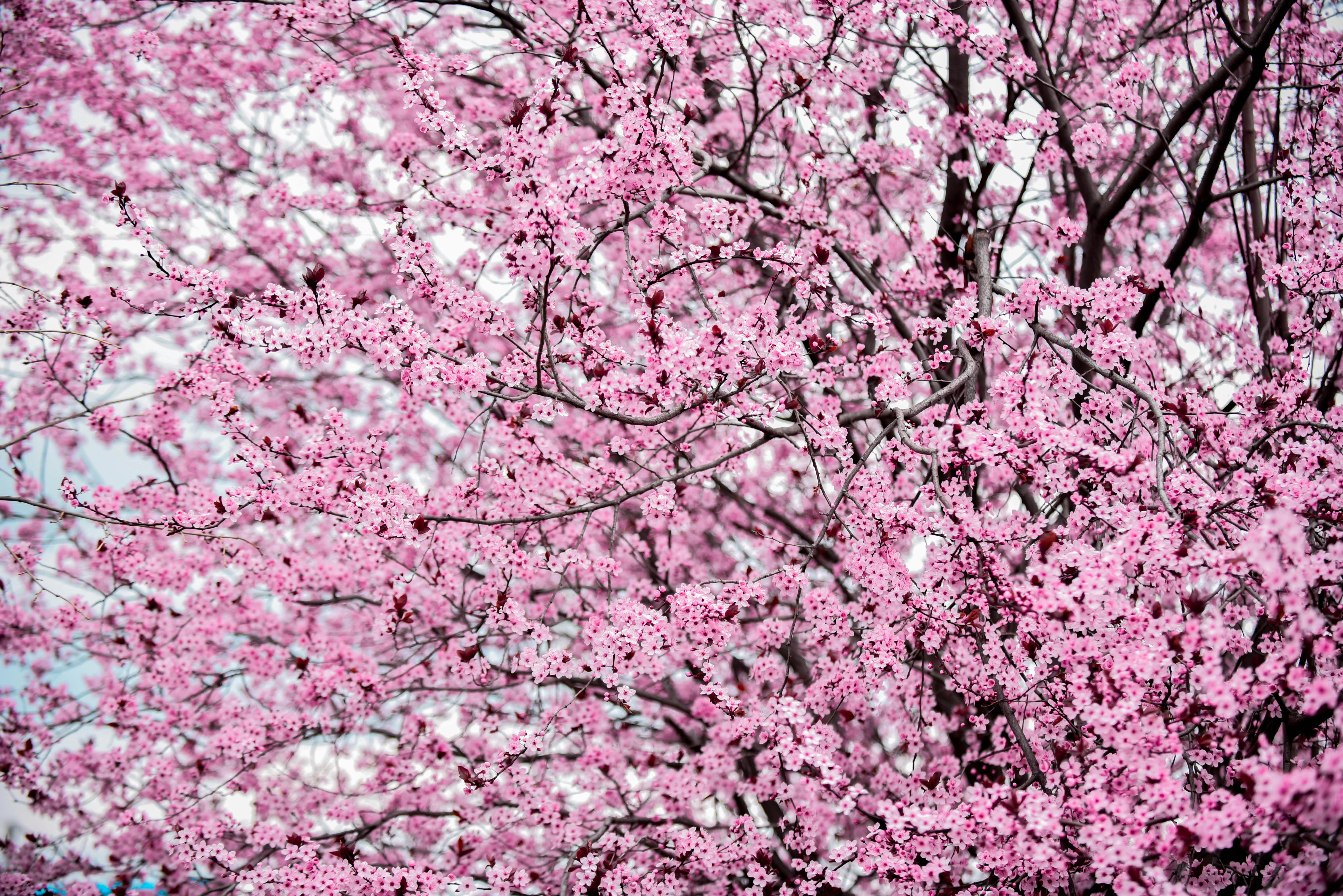 Cherry Tree Blossoms in Spring · Free Stock Photo