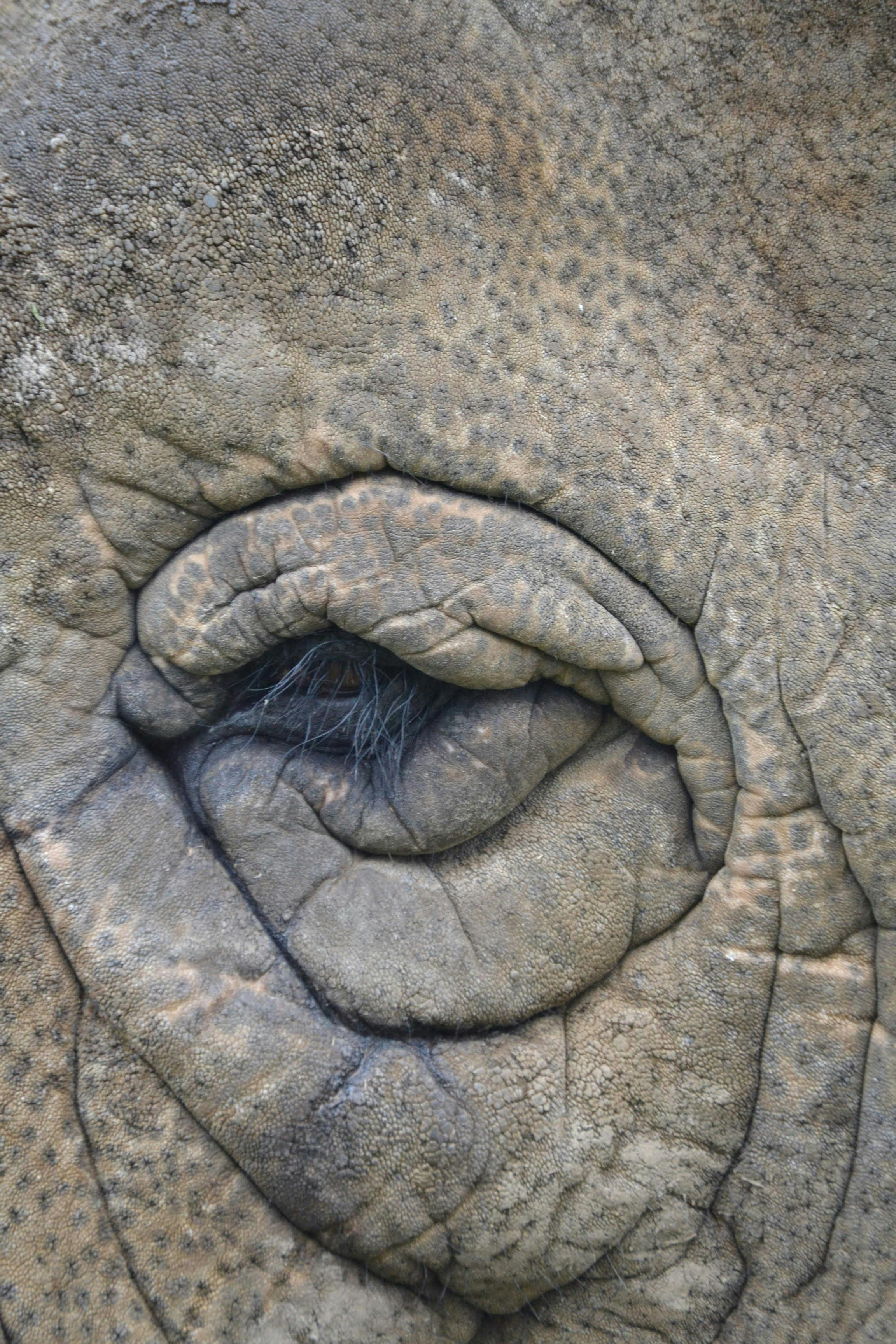 Eye of Elephant · Free Stock Photo