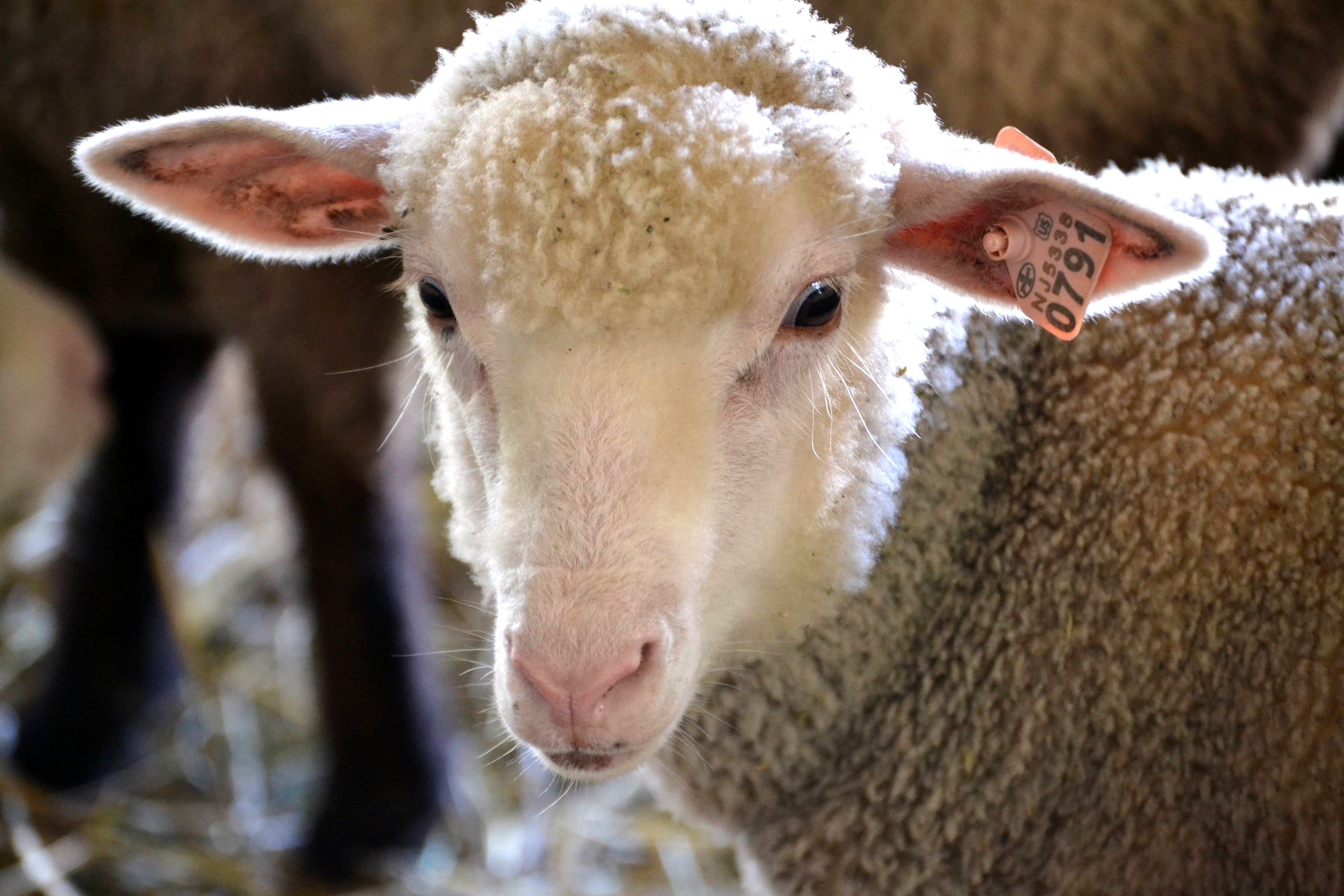 Cute Sheep on Farm · Free Stock Photo