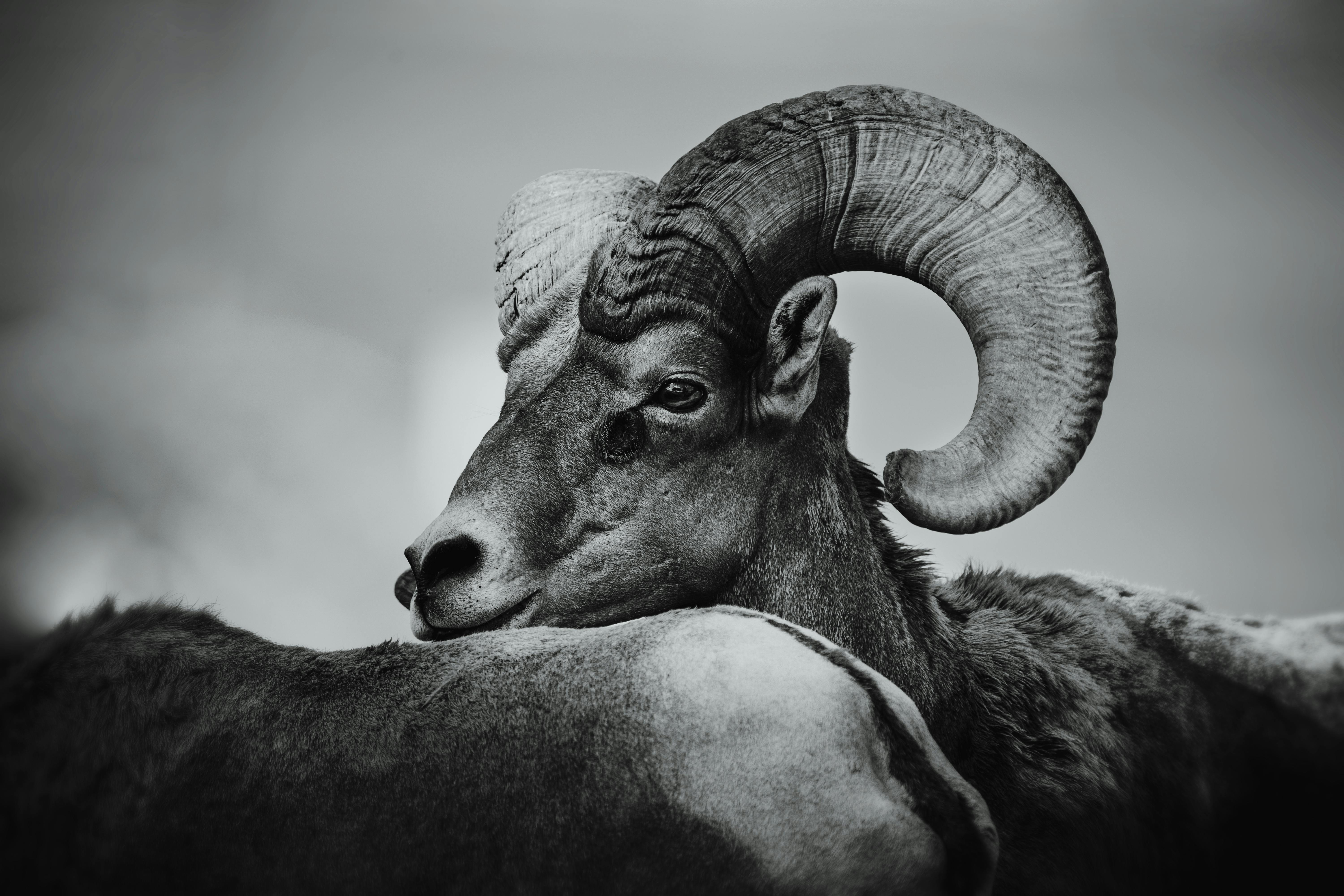 Close-Up Photo of Ram · Free Stock Photo