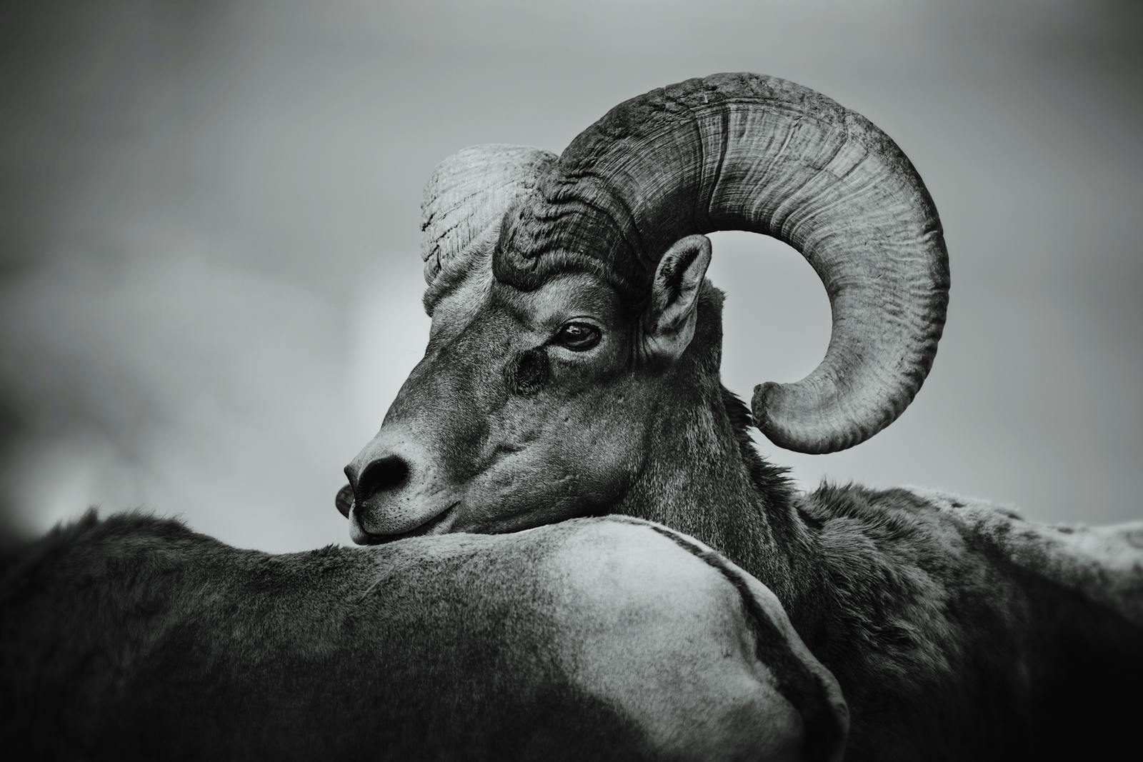Ram Animal Photos, Download The BEST Free Ram Animal Stock Photos & HD ...