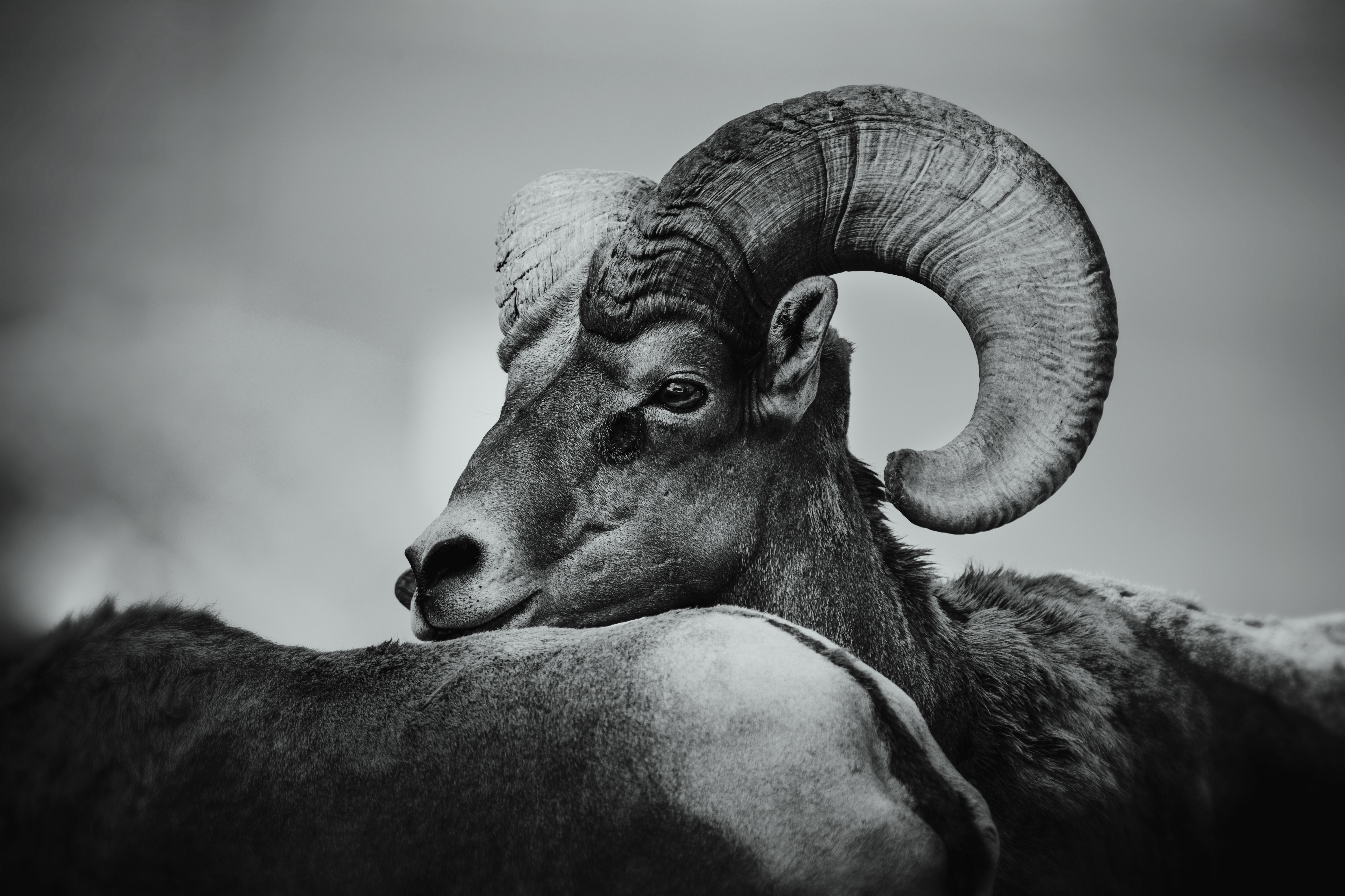 Foto de stock gratuita sobre al aire libre, américa del norte, animal ...