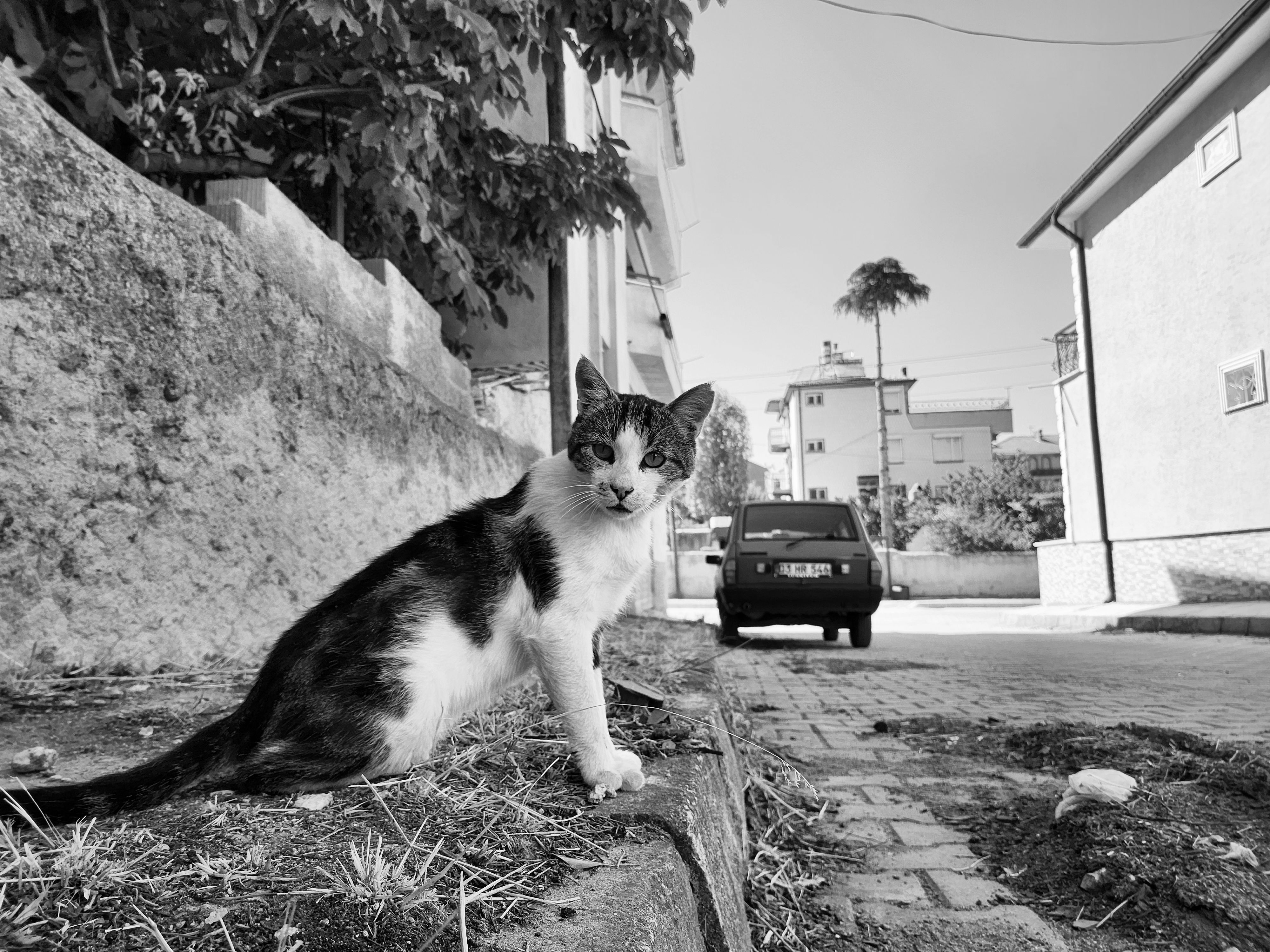 Stray Cat on Street · Free Stock Photo