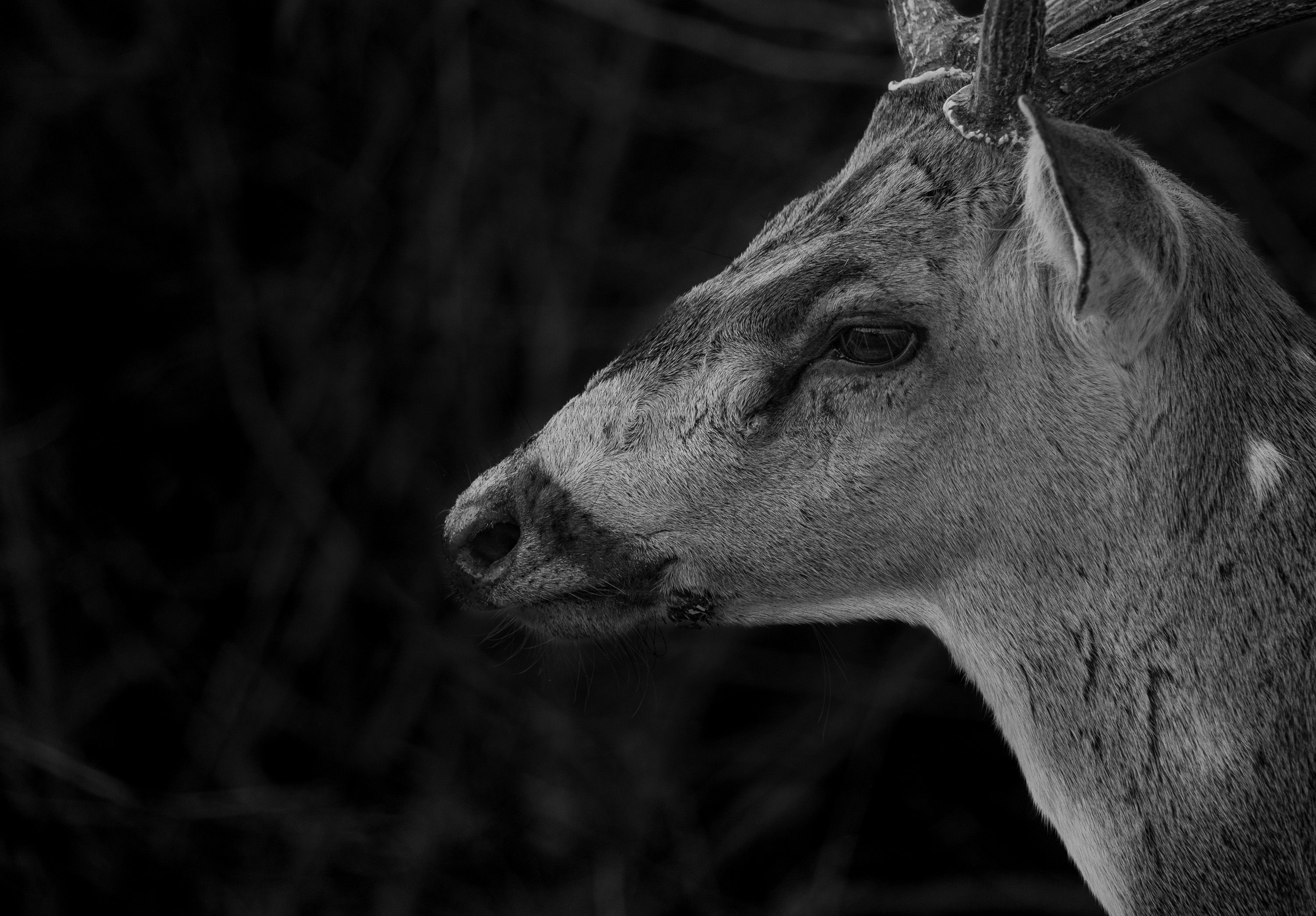 Deer Head Profile Photos, Download The BEST Free Deer Head Profile ...
