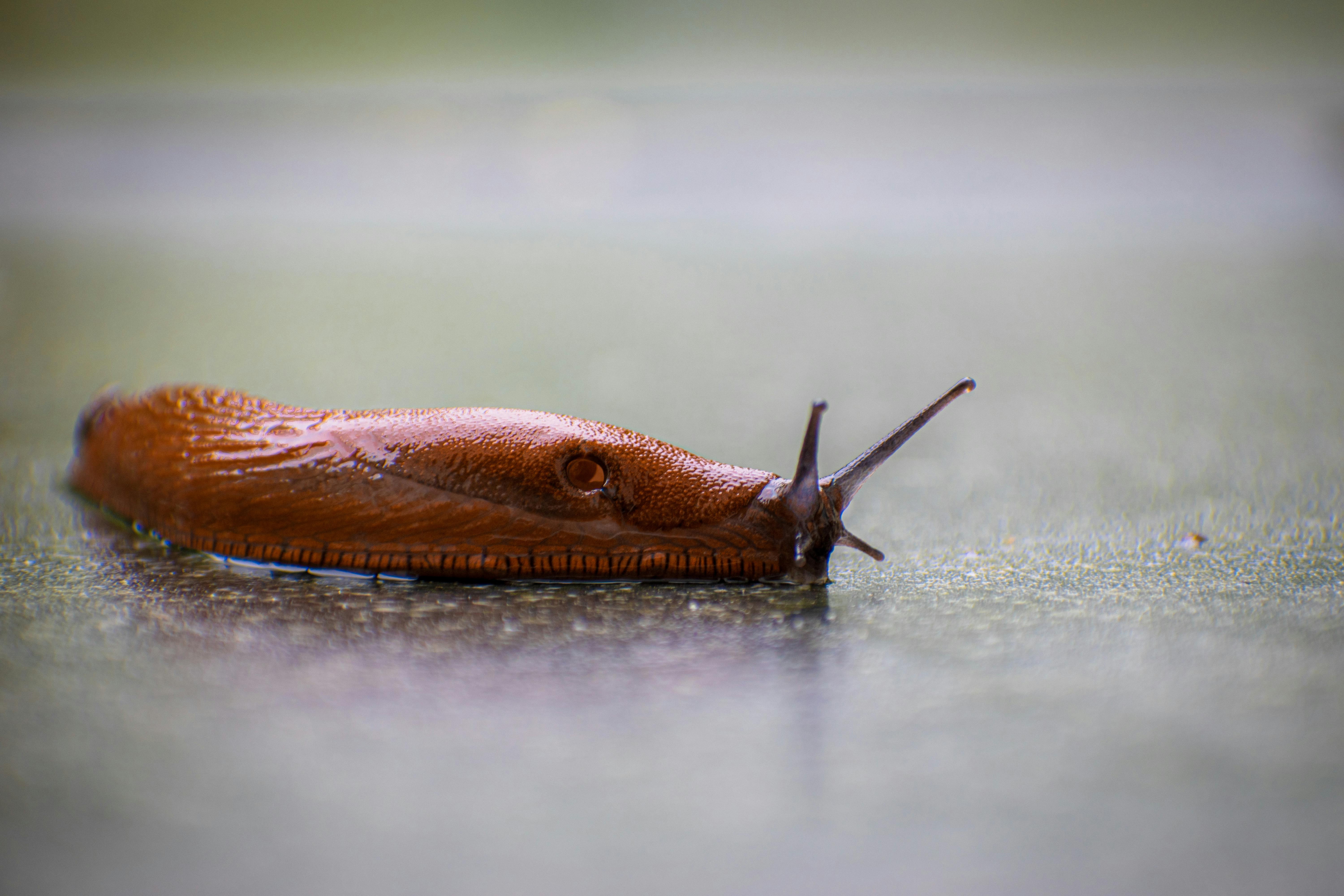 Land Slug on Ground · Free Stock Photo
