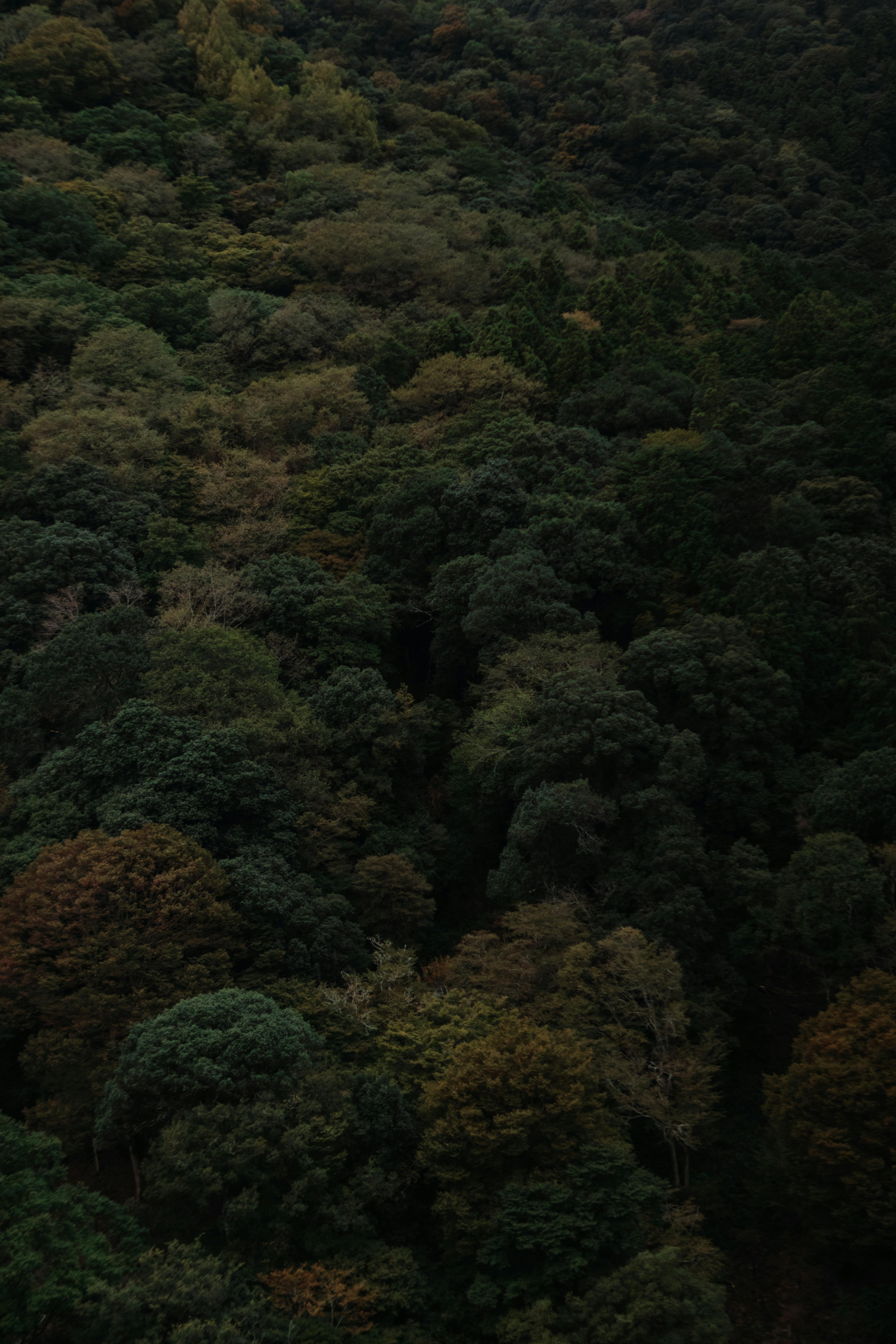 Trees in Forest in Birds Eye View · Free Stock Photo