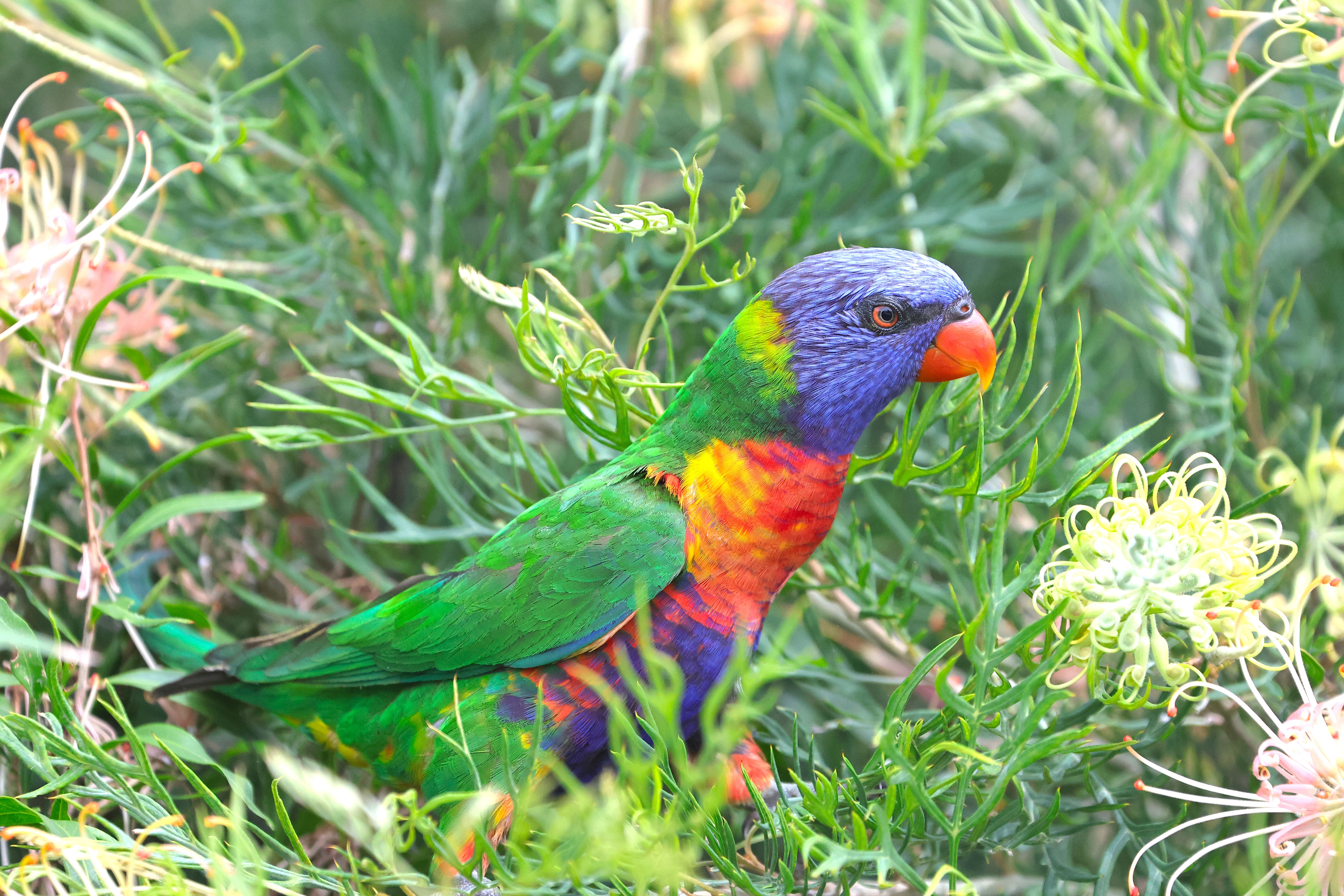 Rainbow Lorikeet Parrot · Free Stock Photo